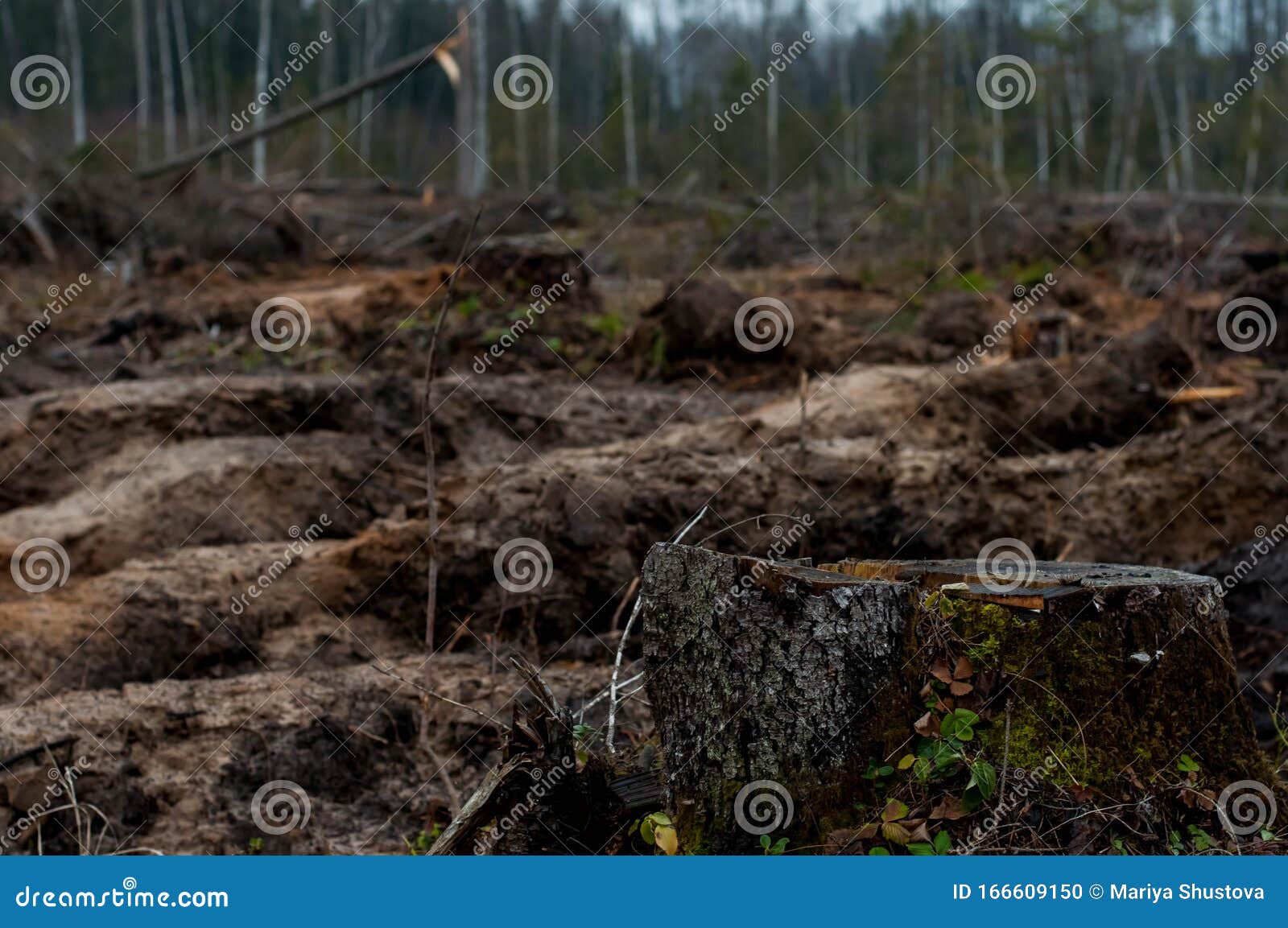 Deforestation. Residues from the Forest Stock Photo - Image of lumber ...