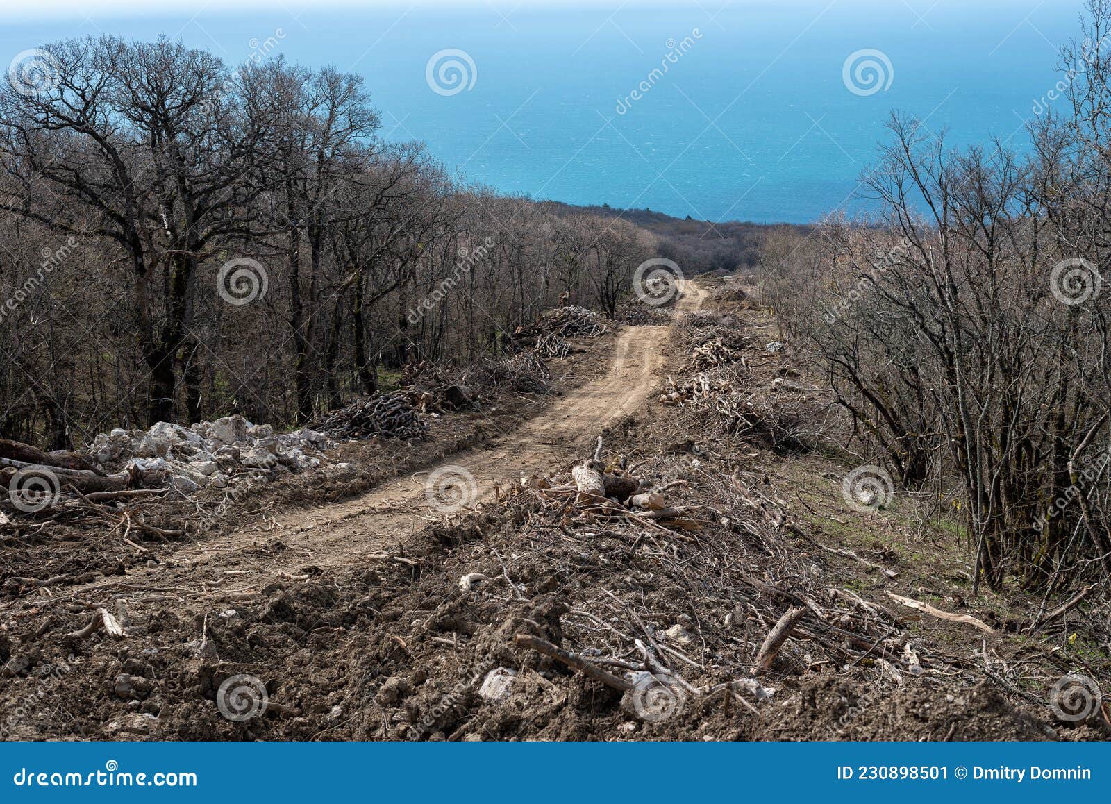 Deforestation for Road Construction in Early Spring Stock Image - Image ...
