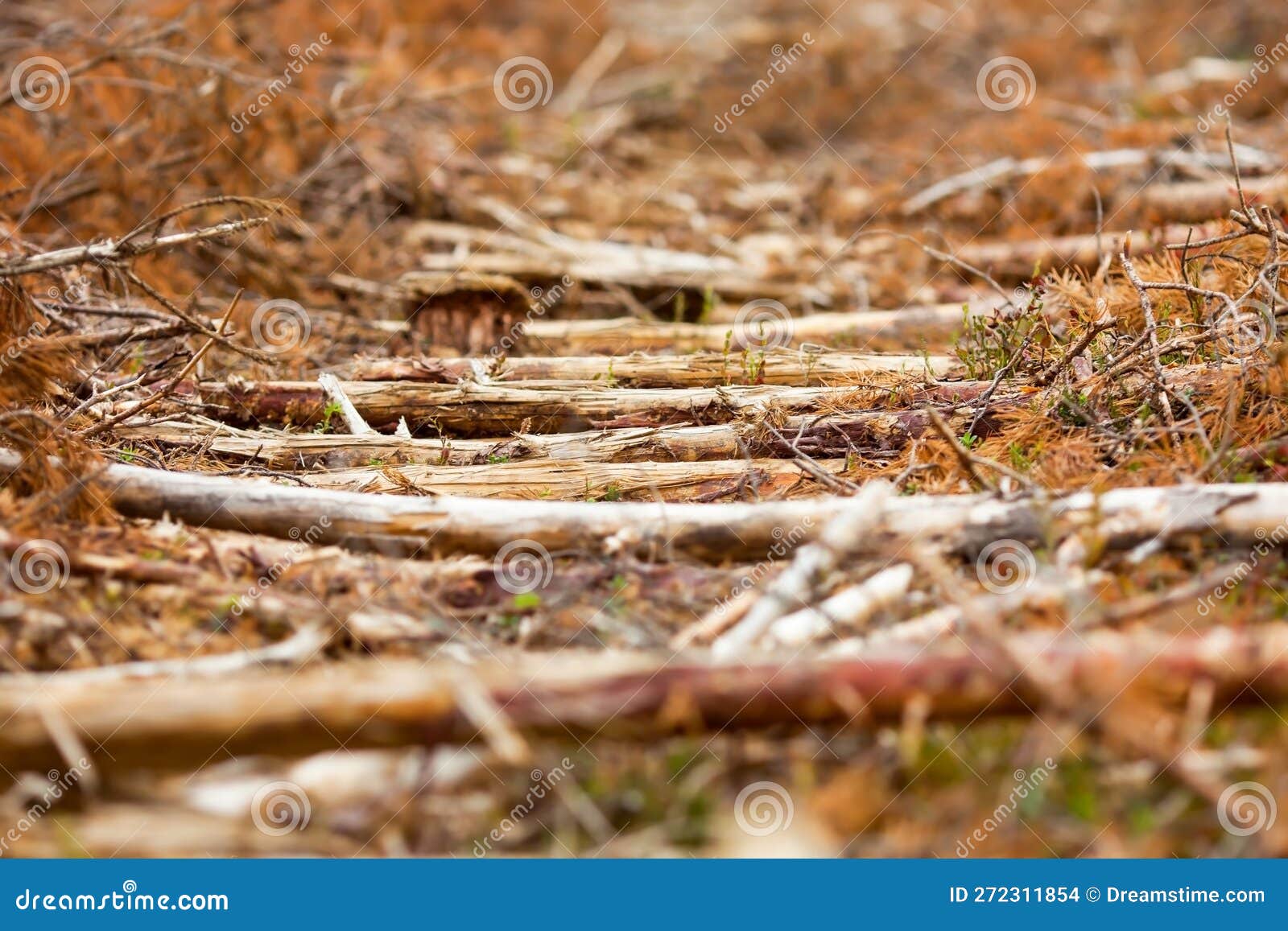 Deforestation. Road Made Of Fallen Young Trees. Forest Background ...
