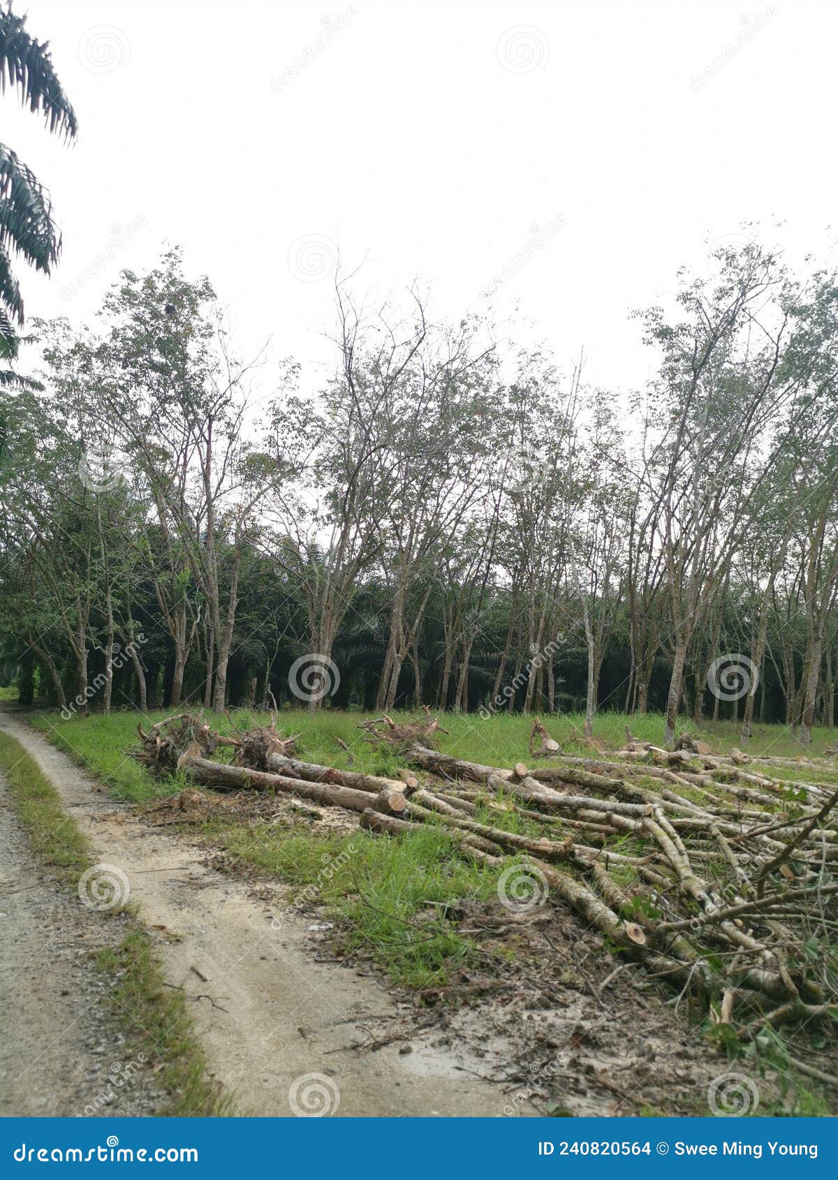 Deforestation of the Rubber Estate Stock Photo - Image of growth ...