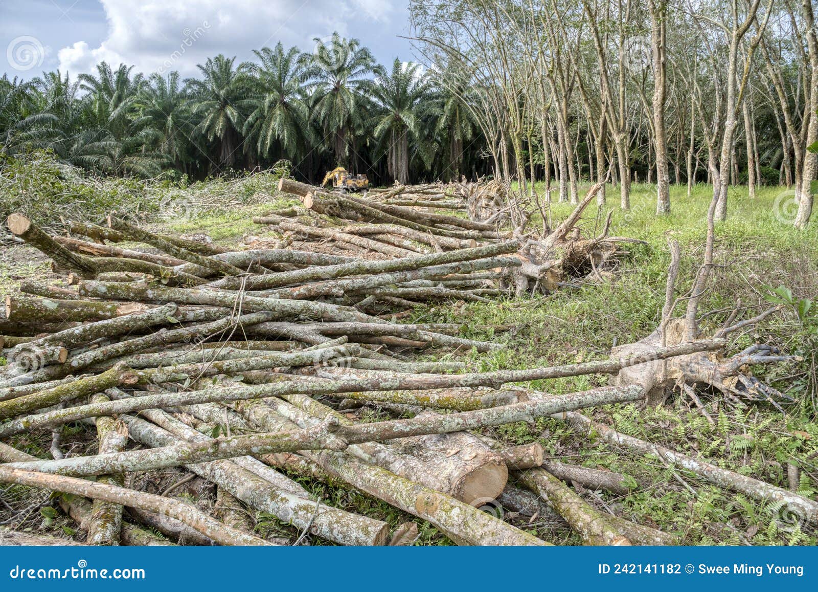 Deforestation of the Rubber Estate Stock Photo - Image of industry ...