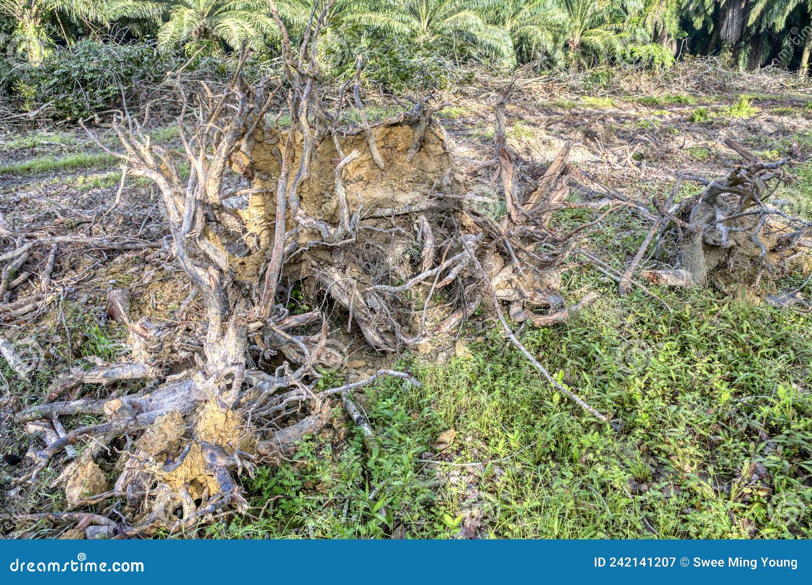 Deforestation of the Rubber Estate Stock Image - Image of ground, lush ...