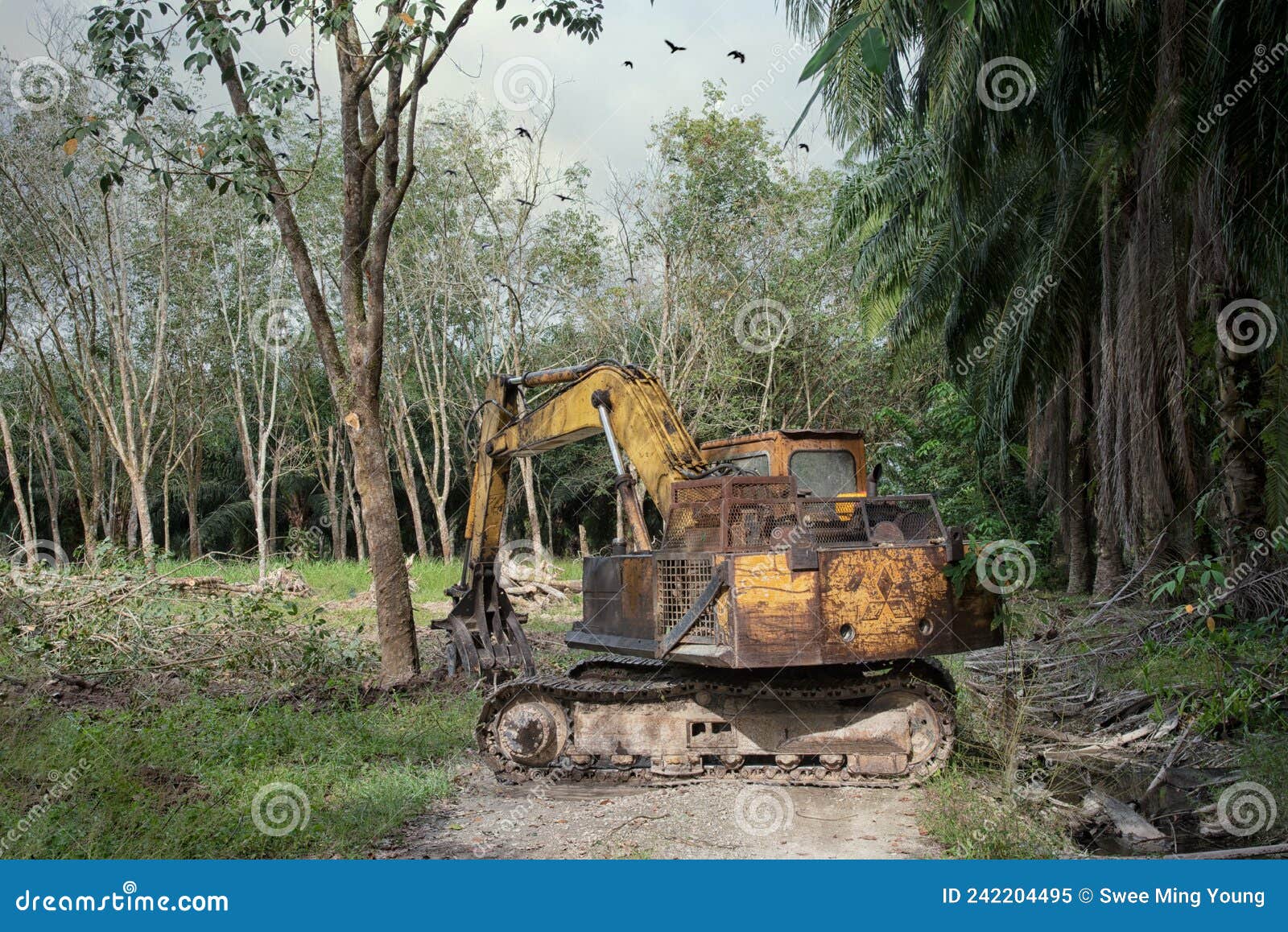 Deforestation of the Rubber Estate Stock Image - Image of damage ...