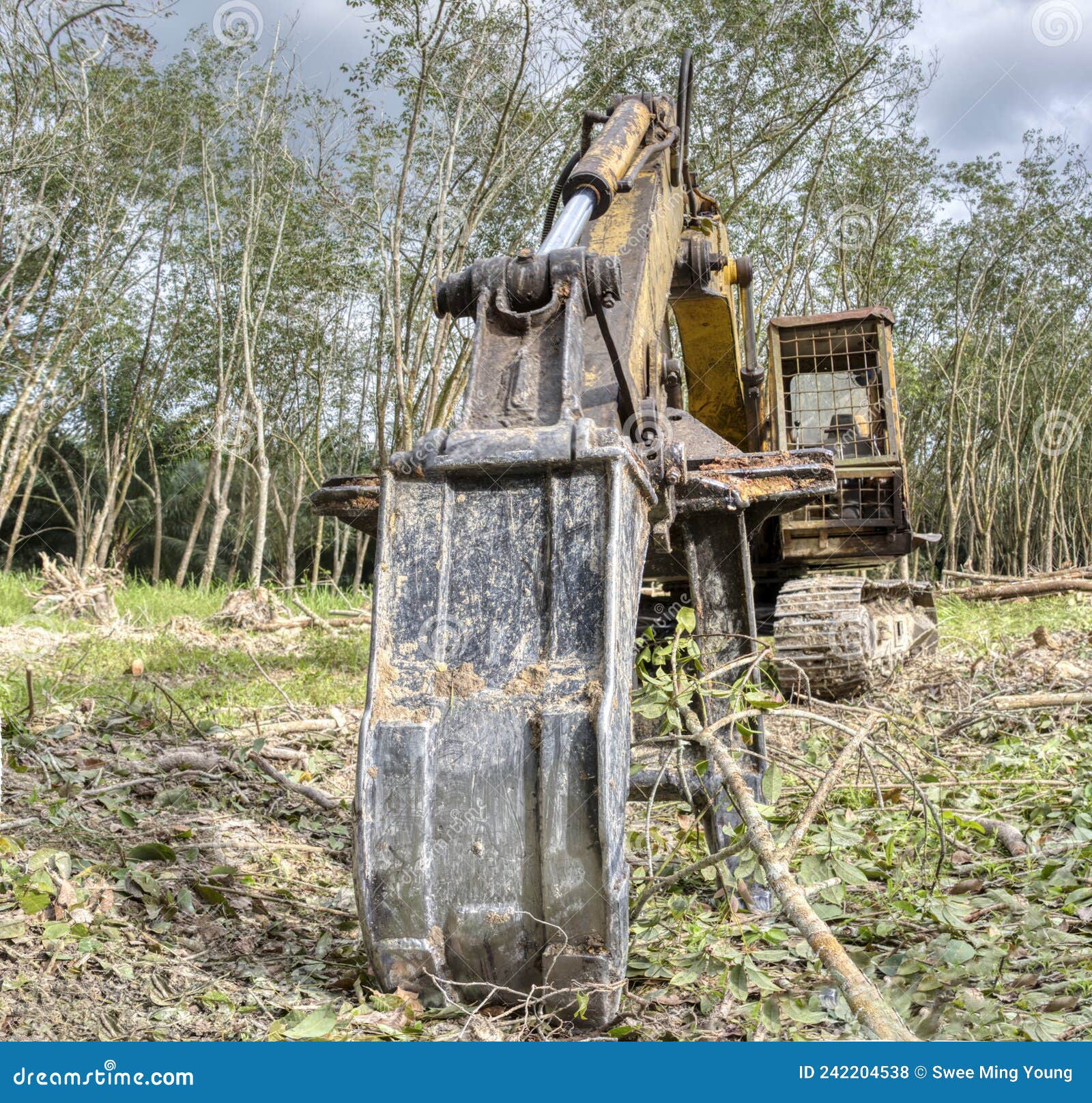 Deforestation of the Rubber Estate Stock Photo - Image of branch ...