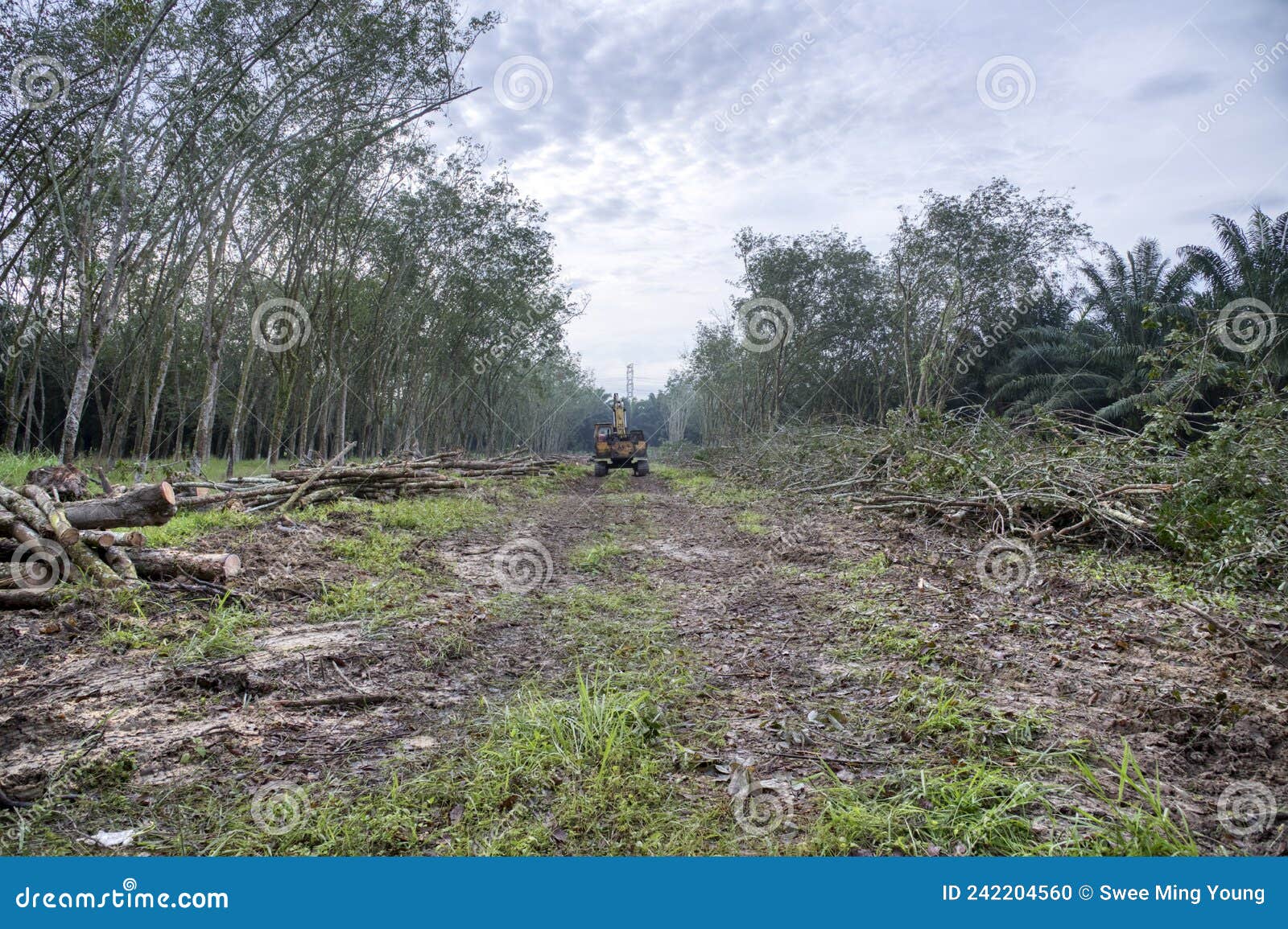 Deforestation of the Rubber Estate Stock Photo - Image of earth, lumber ...