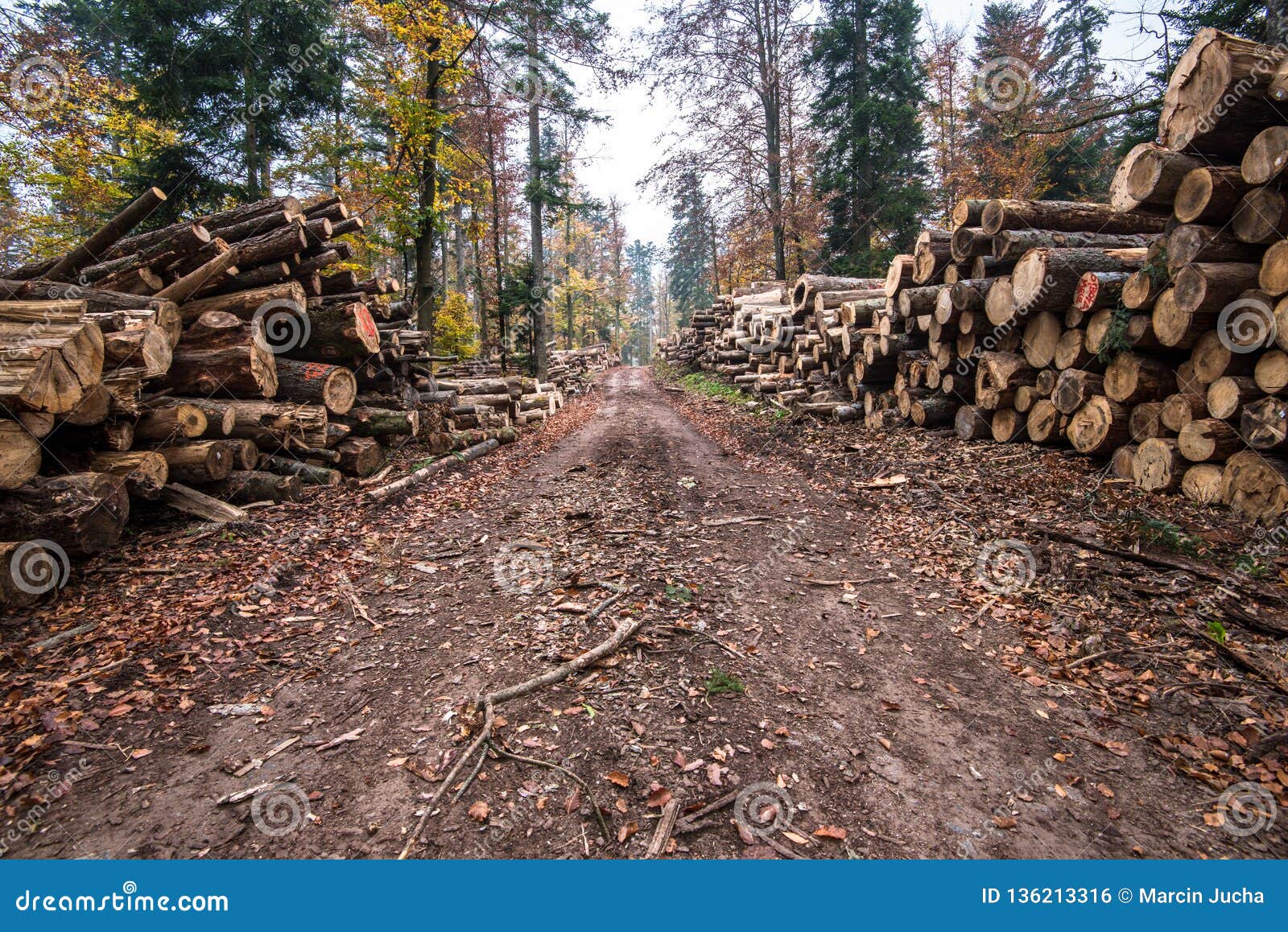 Timber Harvesting Stock Photos - Download 4,153 Royalty Free Photos
