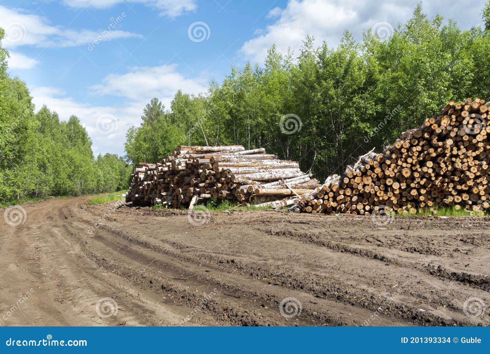 Deforestation. Sawn Logs Lie in the Forest on a Cut Down Road Stock ...