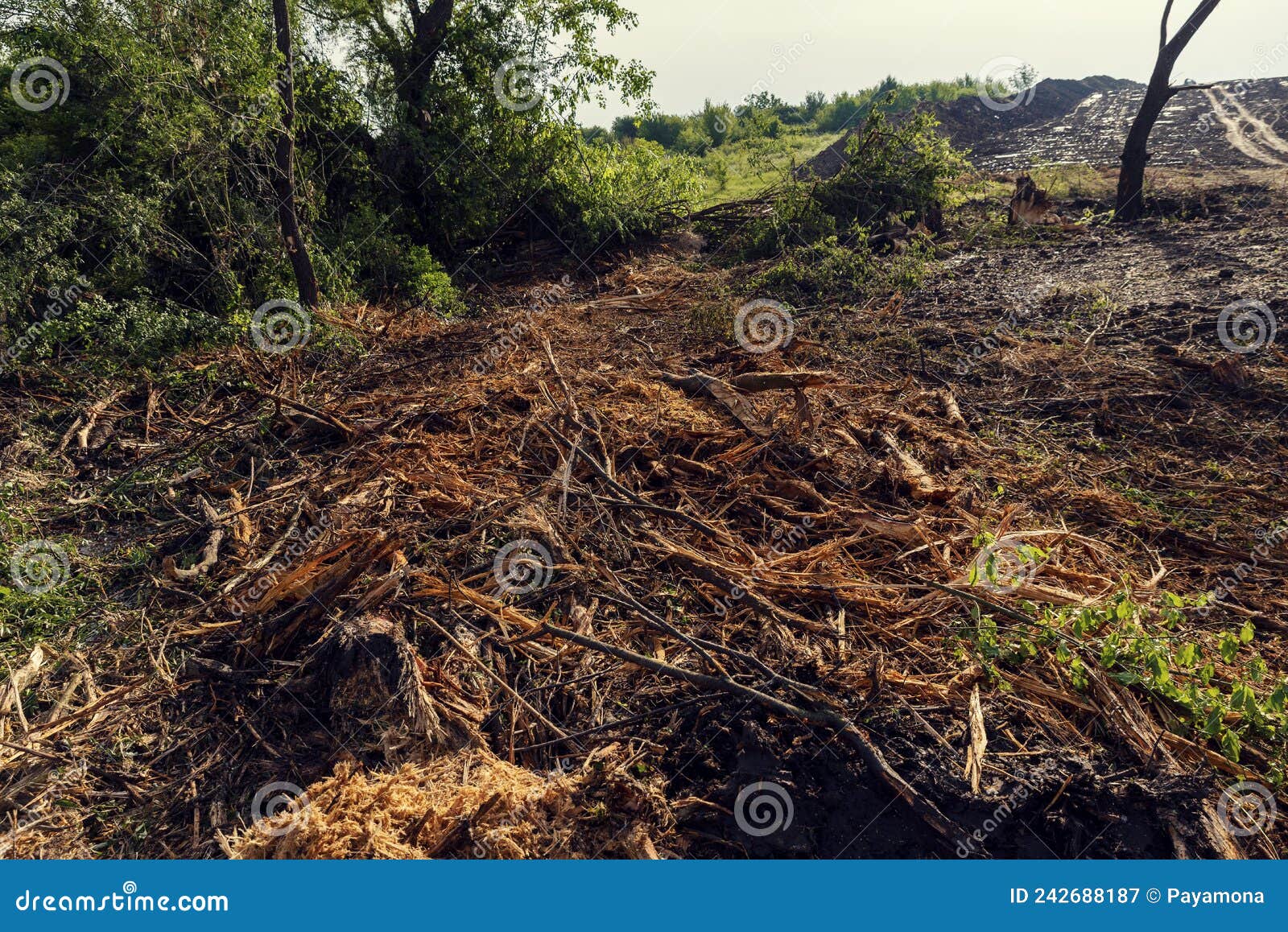 Deforestation and Shredding of Vegetation Stock Image - Image of ground ...