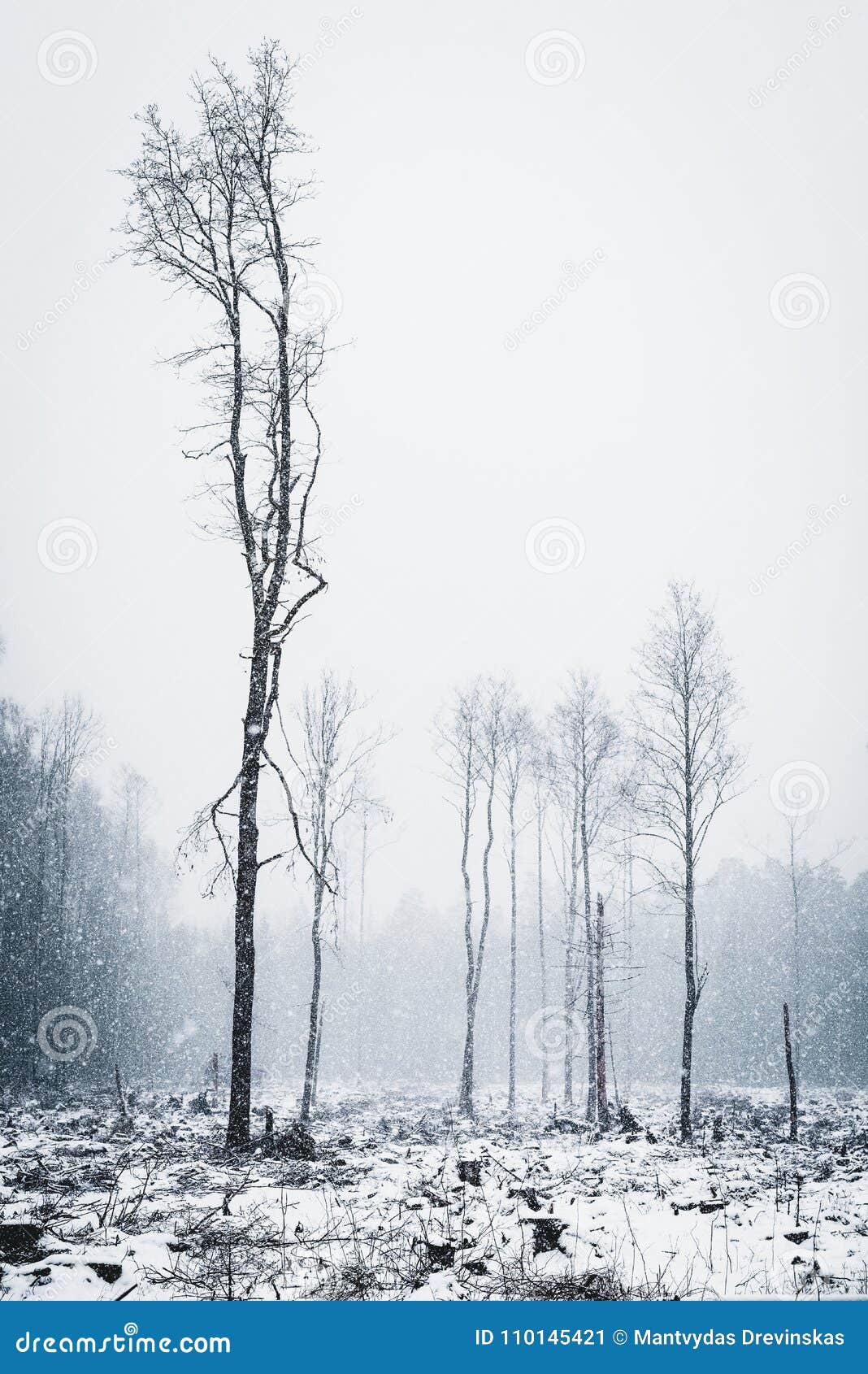 Deforestation in Snowy Winter Forest Stock Image - Image of destroyed ...
