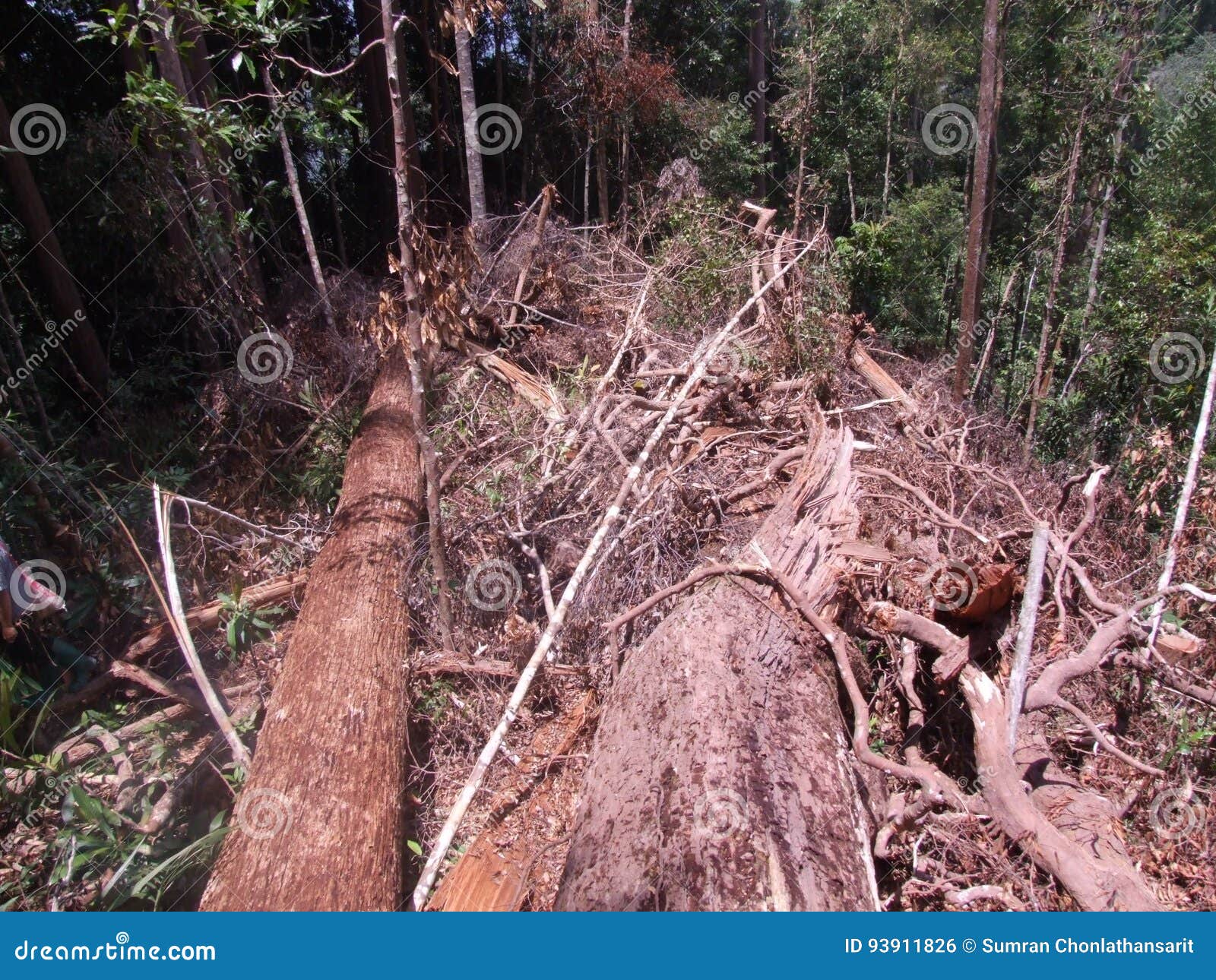 Deforestation stock photo. Image of destruction, acquisitiveness - 93911826