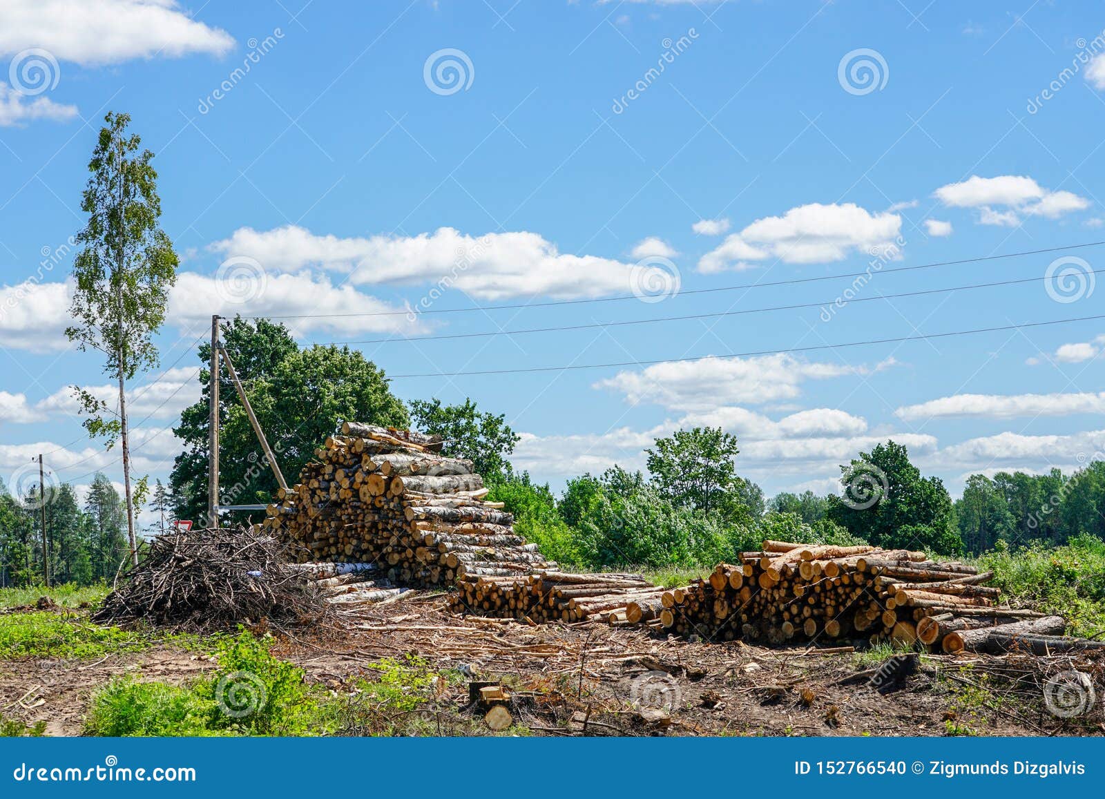 Deforestation, Stack of Cutted Trees Ready for Transportation Stock ...