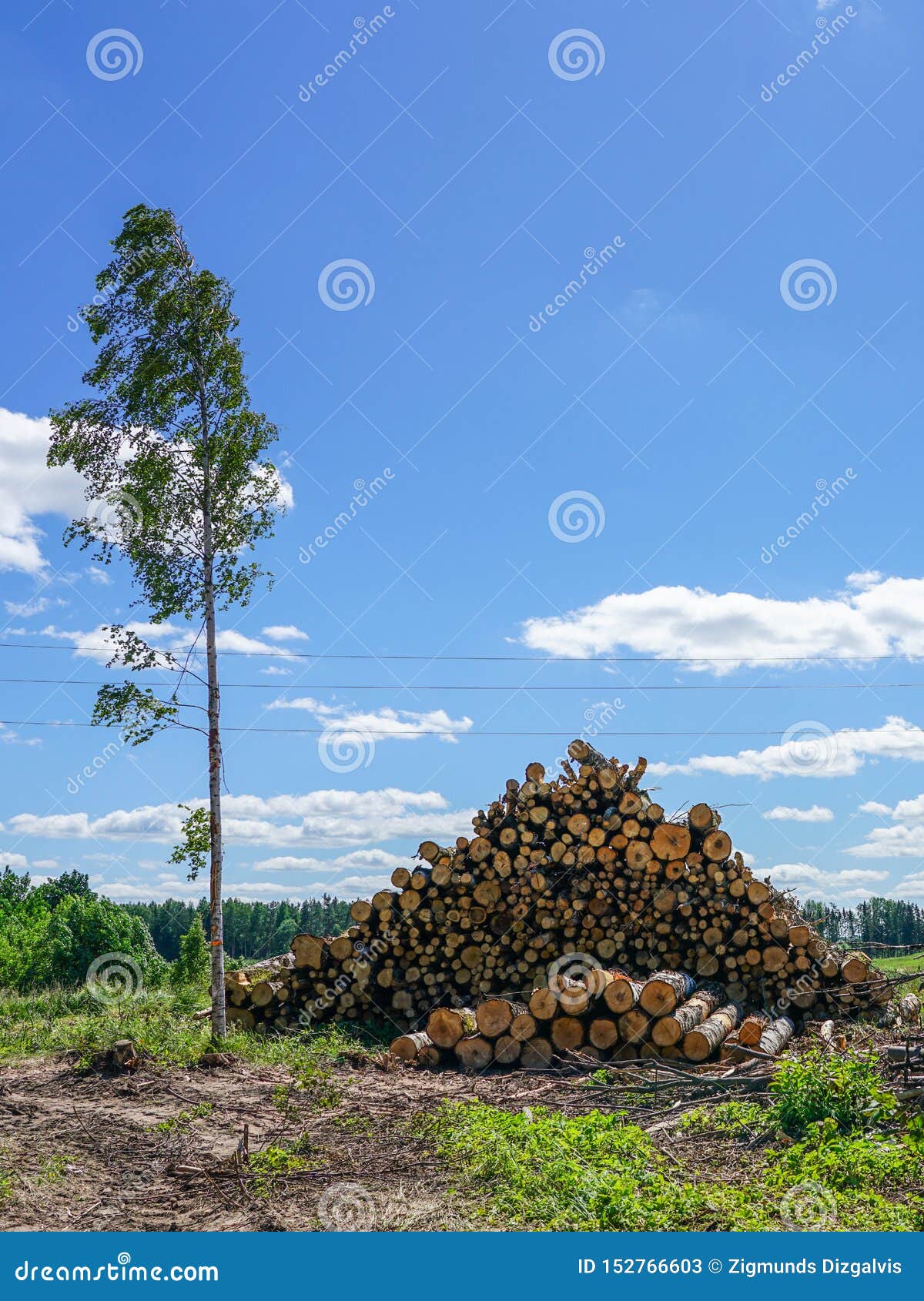 Deforestation, Stack of Cutted Trees Ready for Transportation Stock ...