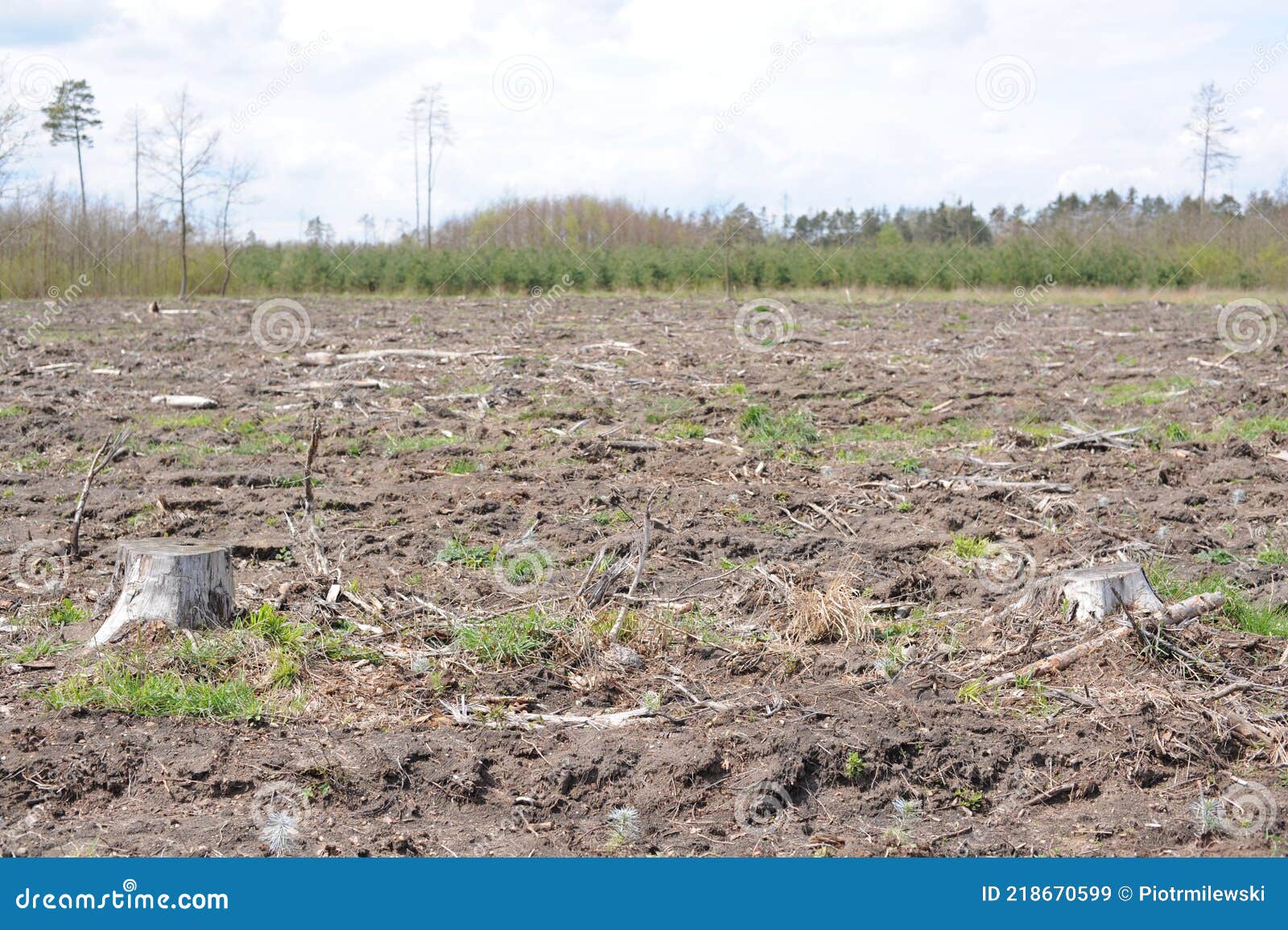 Deforestation and a Stubble Field in the Forest after Tree Cutting ...