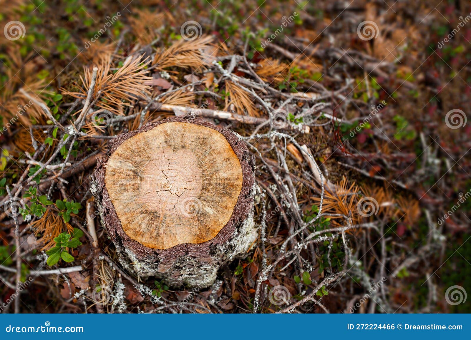 Deforestation. Stump Top View Stock Photo - Image of stump ...