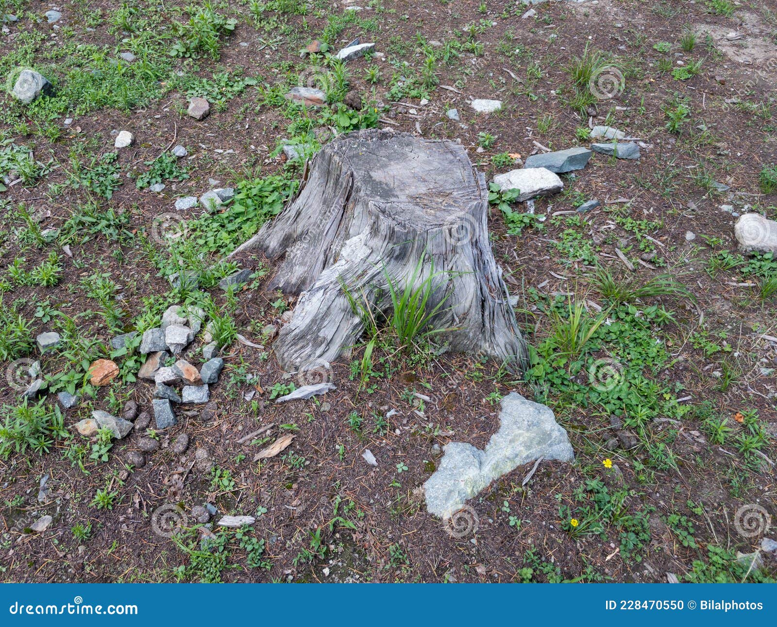 Deforestation or Stump of Tree after Cutting the Cedar Tree in Kalam ...
