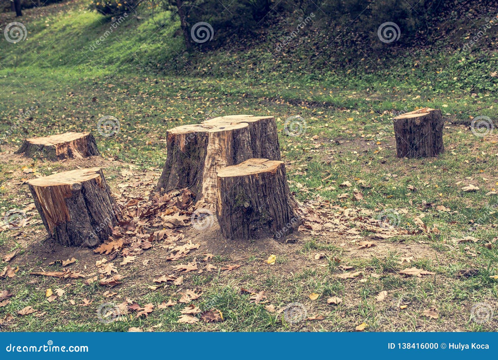 Deforestation. Stump of Tree after Cutting Forest Stock Photo - Image ... Deforestation. Stump of Tree after Cutting Forest Stock Photo - Image ...