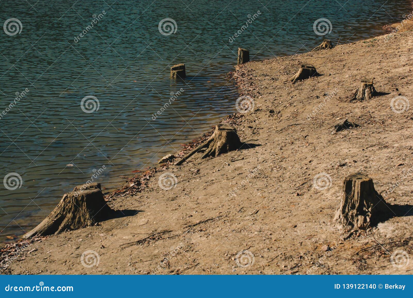Deforestation. Stump of Tree after Cutting Forest Stock Photo - Image ...