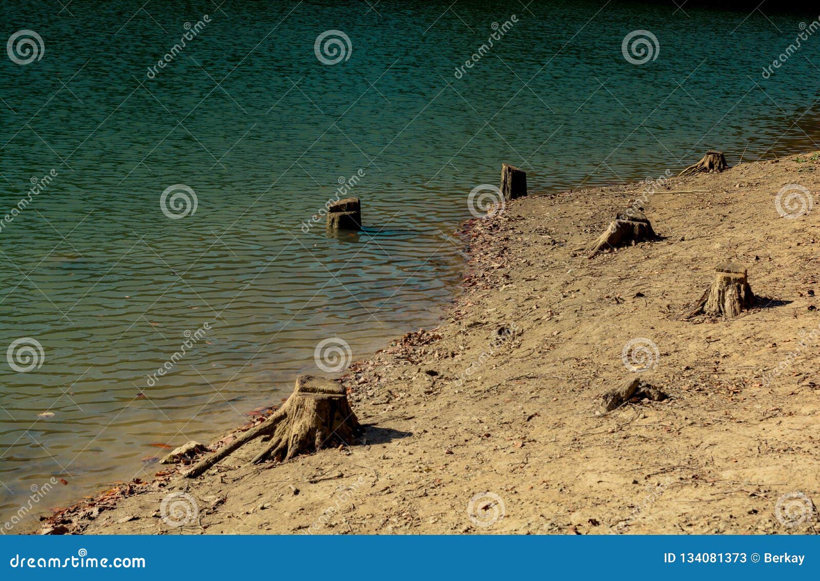 Deforestation. Stump of Tree after Cutting Forest Stock Image - Image ...