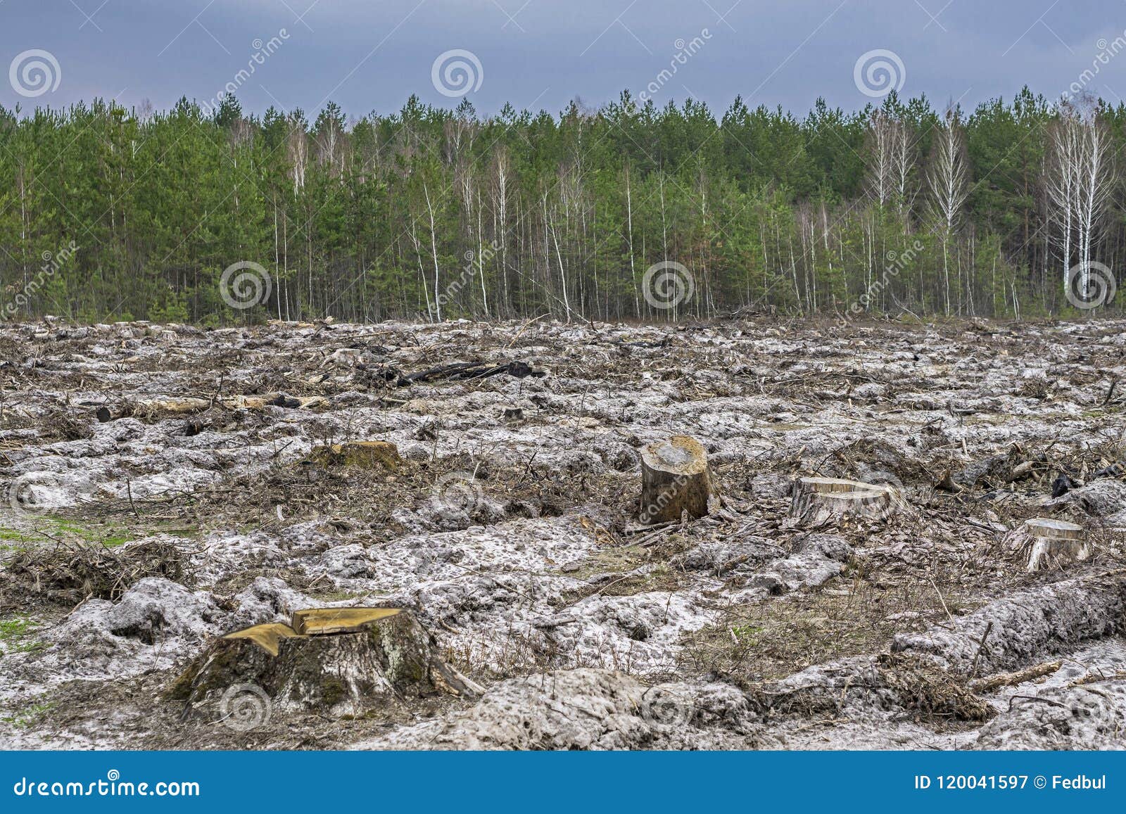 Deforestation. Stump of Tree Stock Image - Image of nature, disaster ... Deforestation. Stump of Tree Stock Image - Image of nature, disaster ...