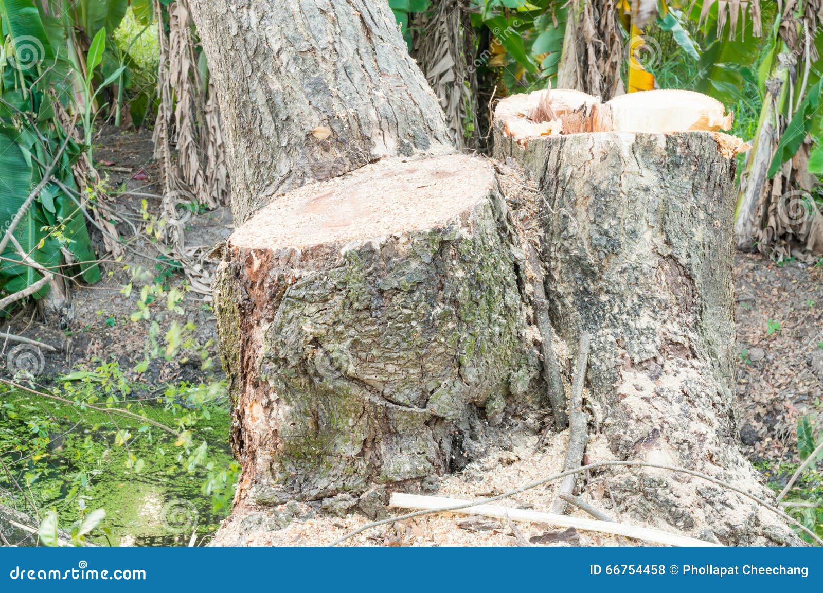 Deforestation, Timber stock photo. Image of tropical - 66754458