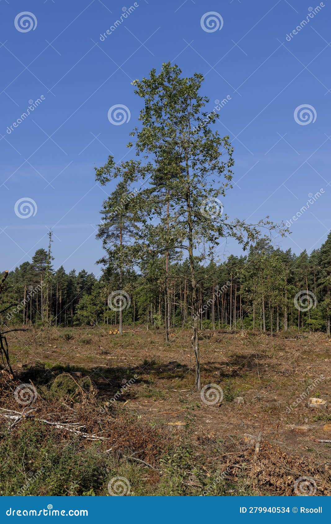 Deforestation for Timber Harvesting , Forest Stock Photo - Image of ...