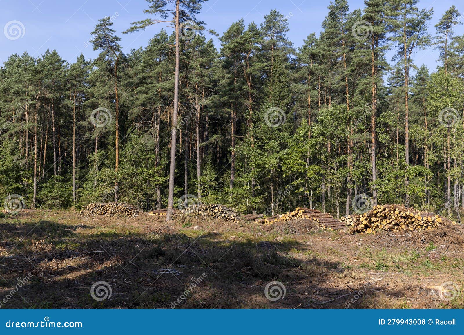 Deforestation for Timber Harvesting , Forest Stock Photo - Image of ...