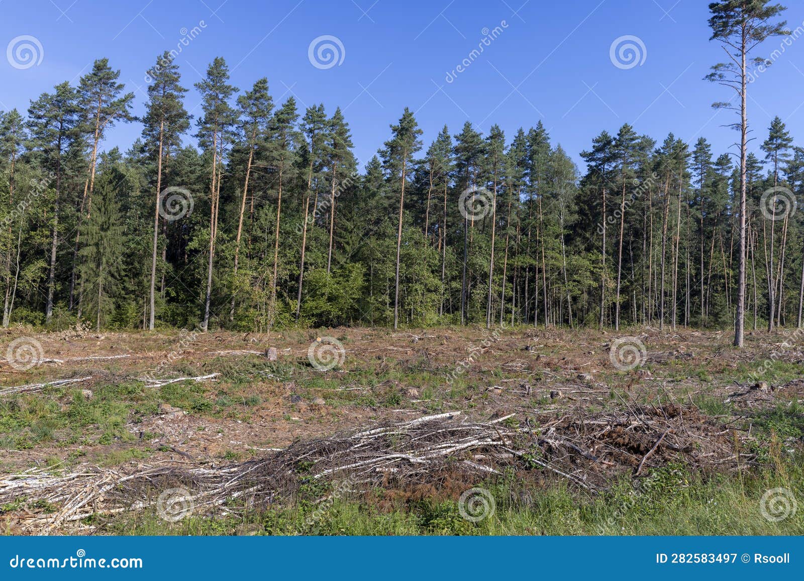 Deforestation for Timber Harvesting , Forest Stock Image - Image of ...