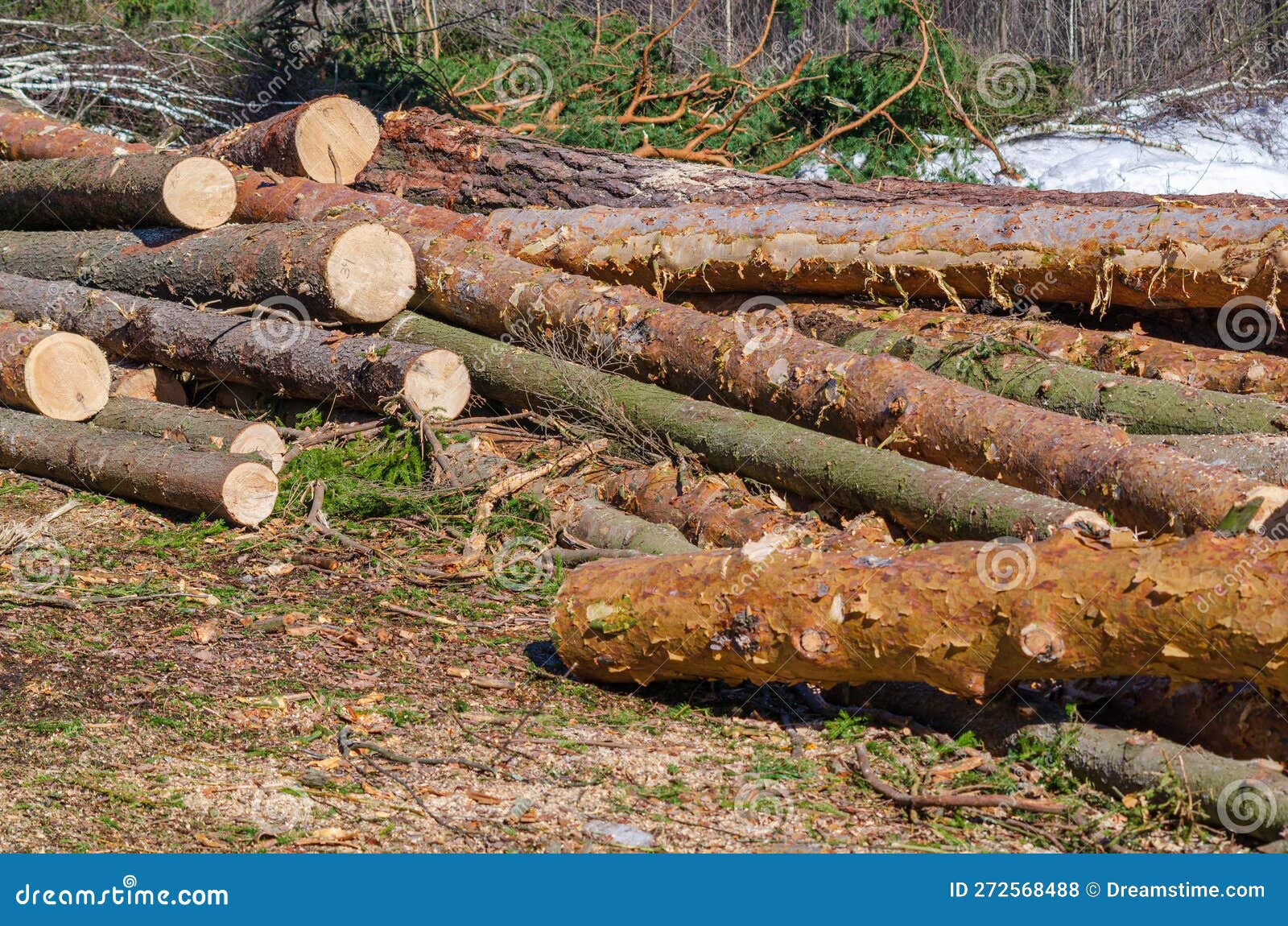 Forest destruction stock photo. Image of woodland, woodpile - 272568488