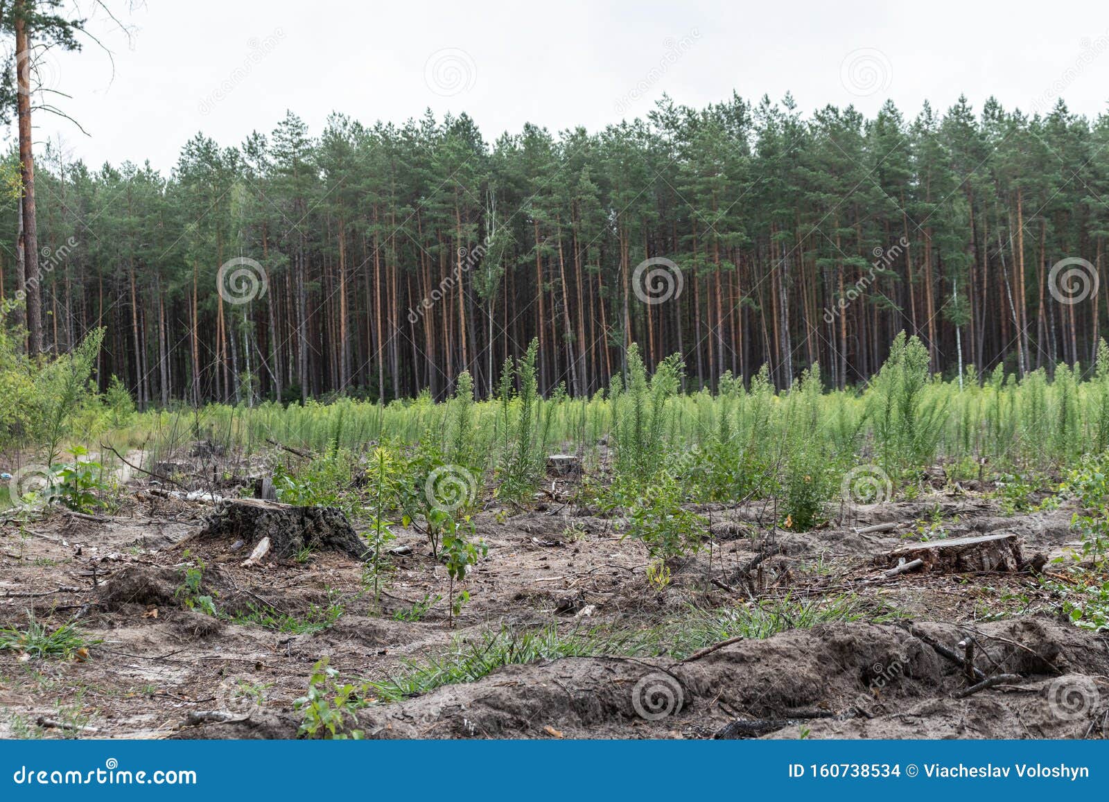 Deforestation. Timber Stack on Clearcutting Area Stock Photo - Image of ...
