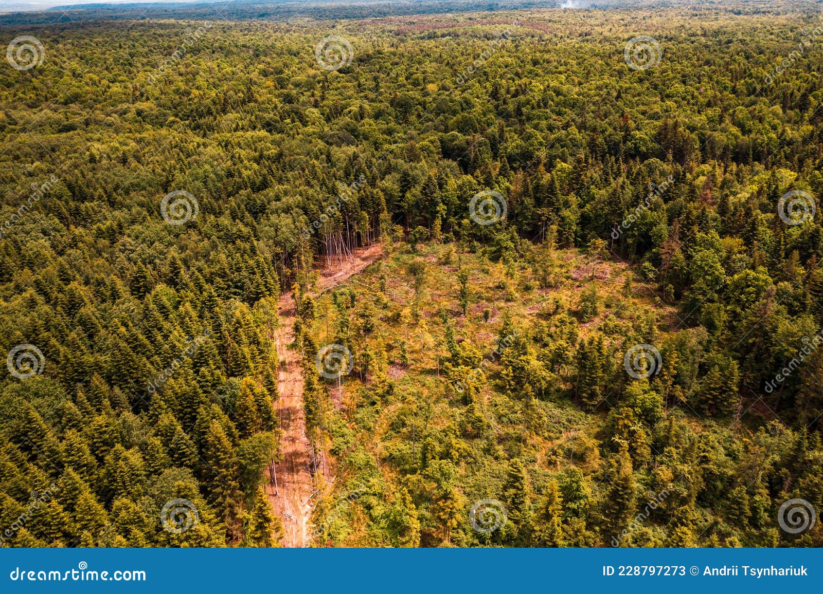 Deforestation by Total Illegal Logging, Top View. Stock Image - Image ...