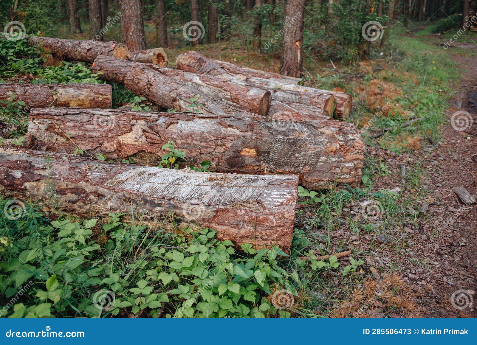 Deforestation. Tree Cutting. Removal of Trees for Urban Development ...