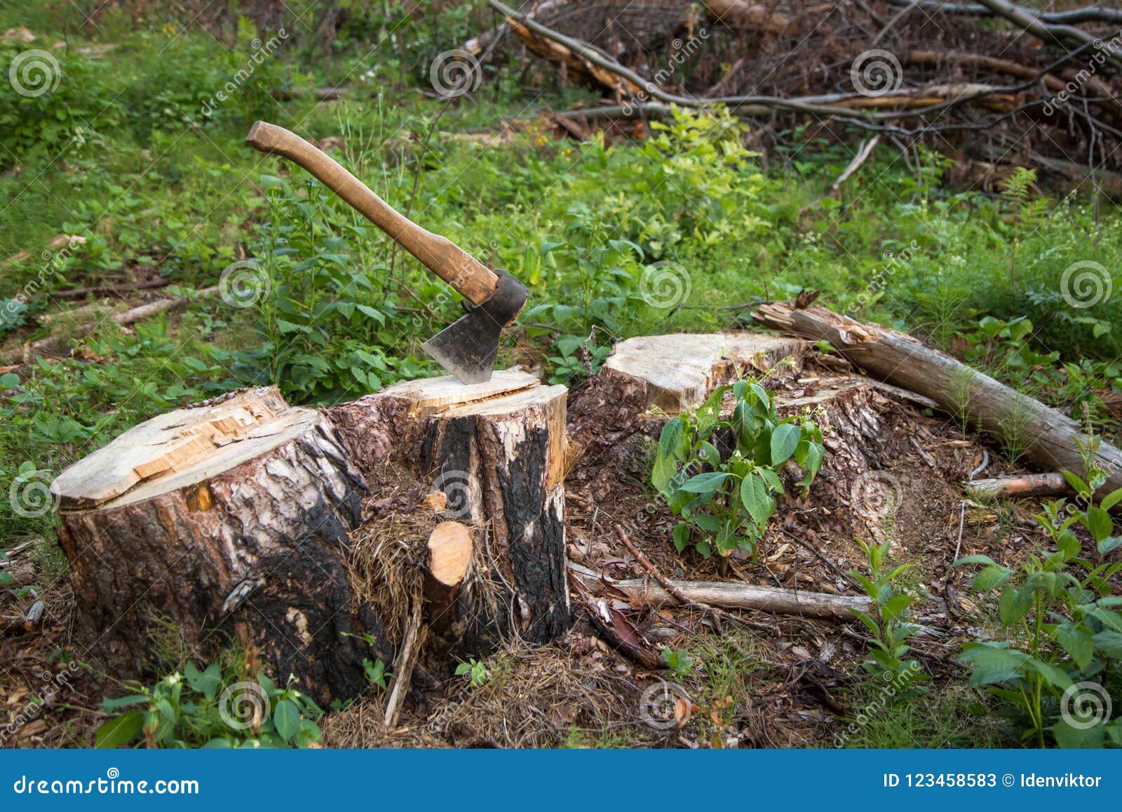 Deforestation. Tree Stump, Axe, Firewood Stock Image - Image of green ...