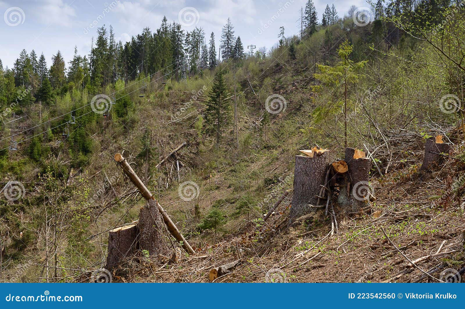 Deforestation Tree Log In River Of Kalam Valley Swat Royalty-Free Stock ...