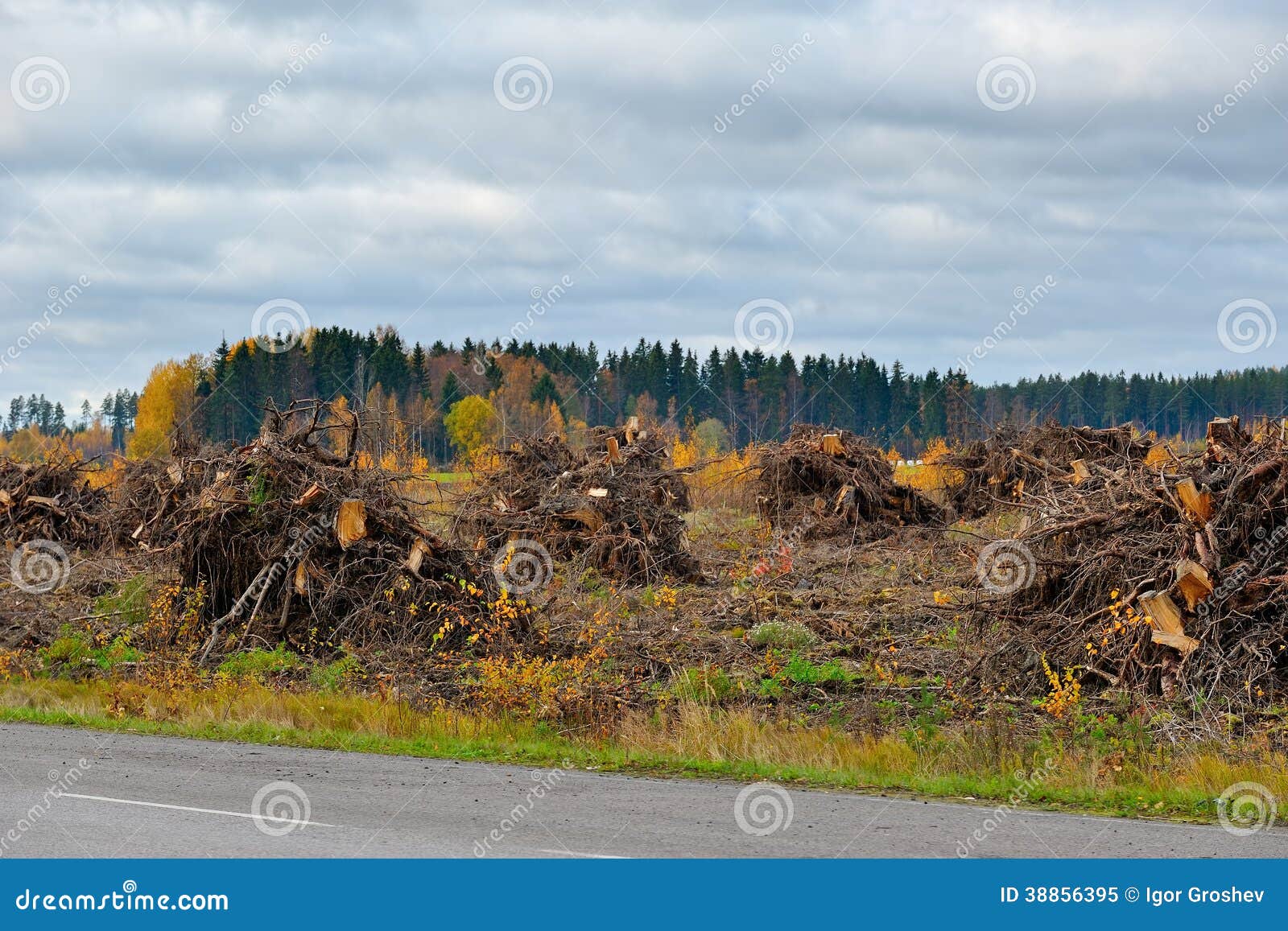 Deforestation stock image. Image of deforestation, lumber - 38856395