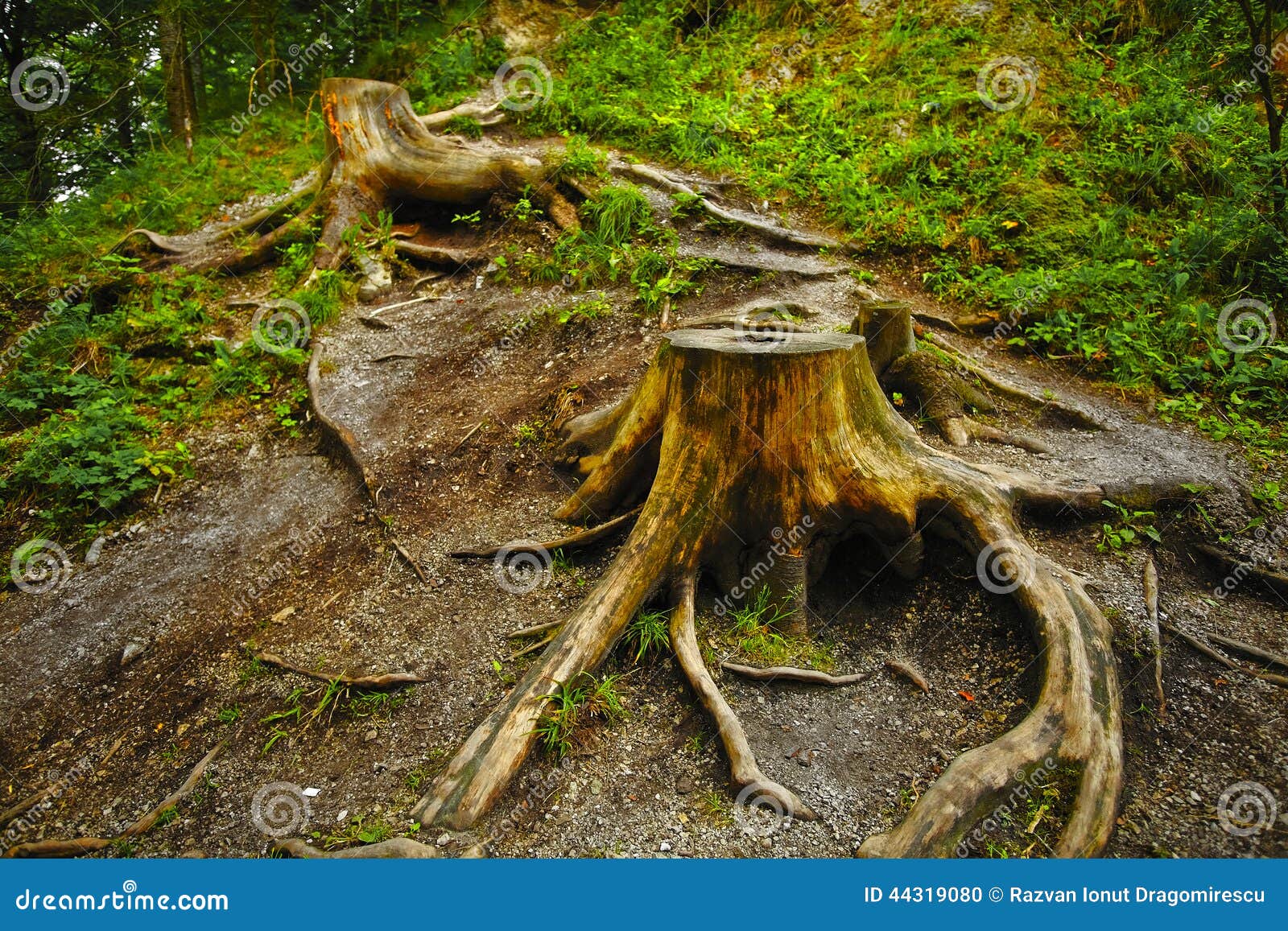 Deforestation stock photo. Image of cloud, tree, heritage - 44319080