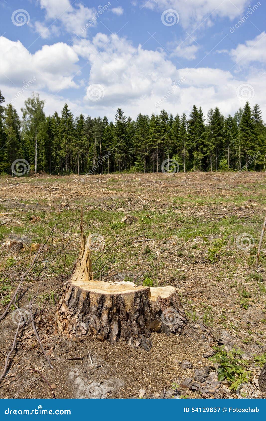 Deforestation stock image. Image of destruction, green - 54129837
