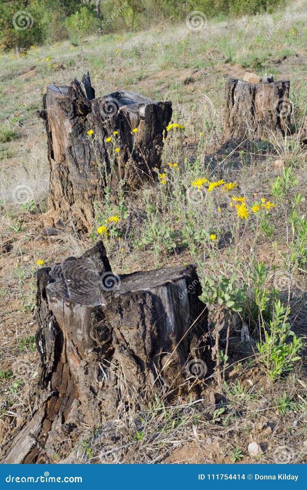 Deforestation tree stumps stock photo. Image of field - 111754414