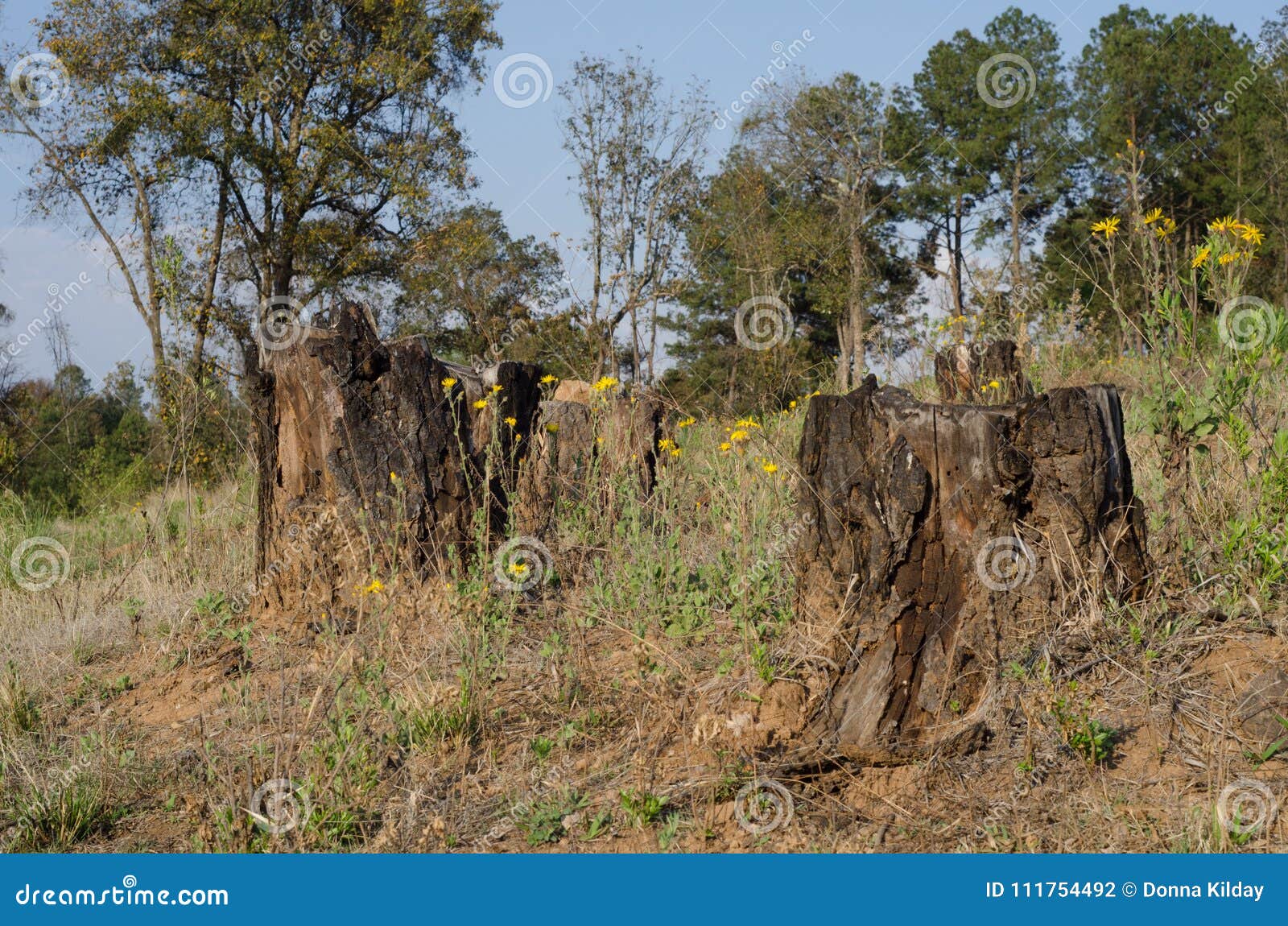 Deforestation tree stumps stock photo. Image of stumps - 111754492