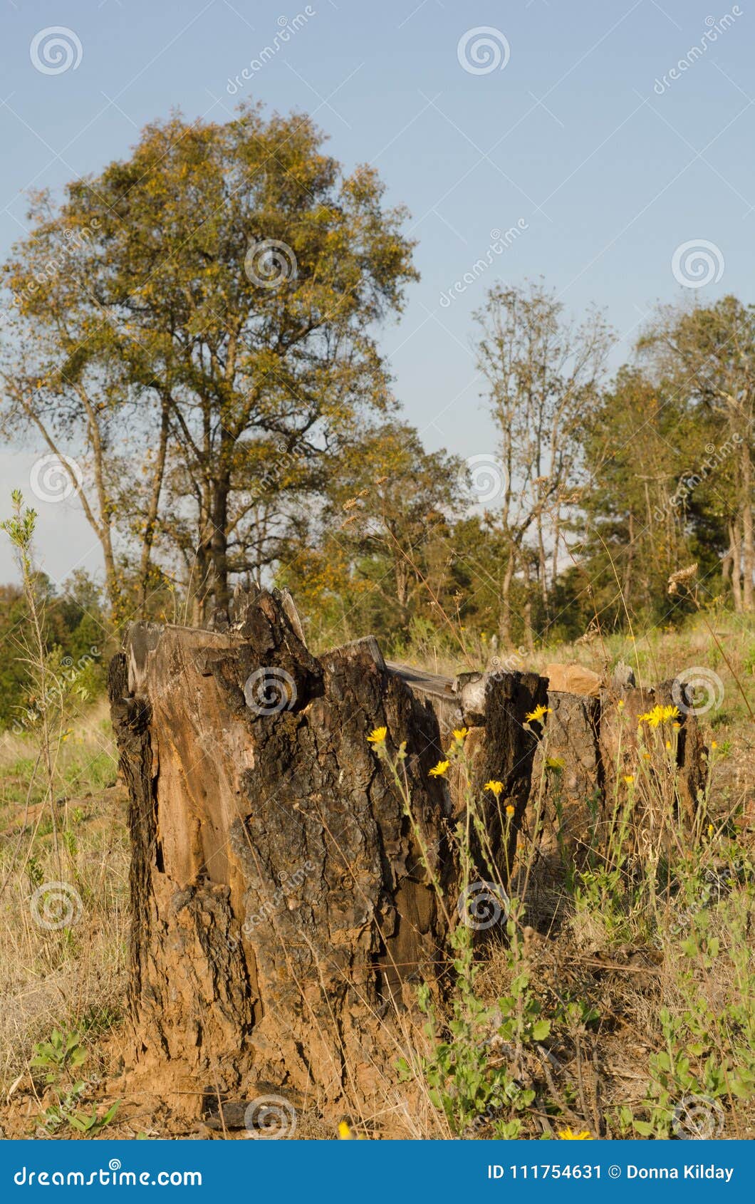 Deforestation tree stumps stock image. Image of tree - 111754631