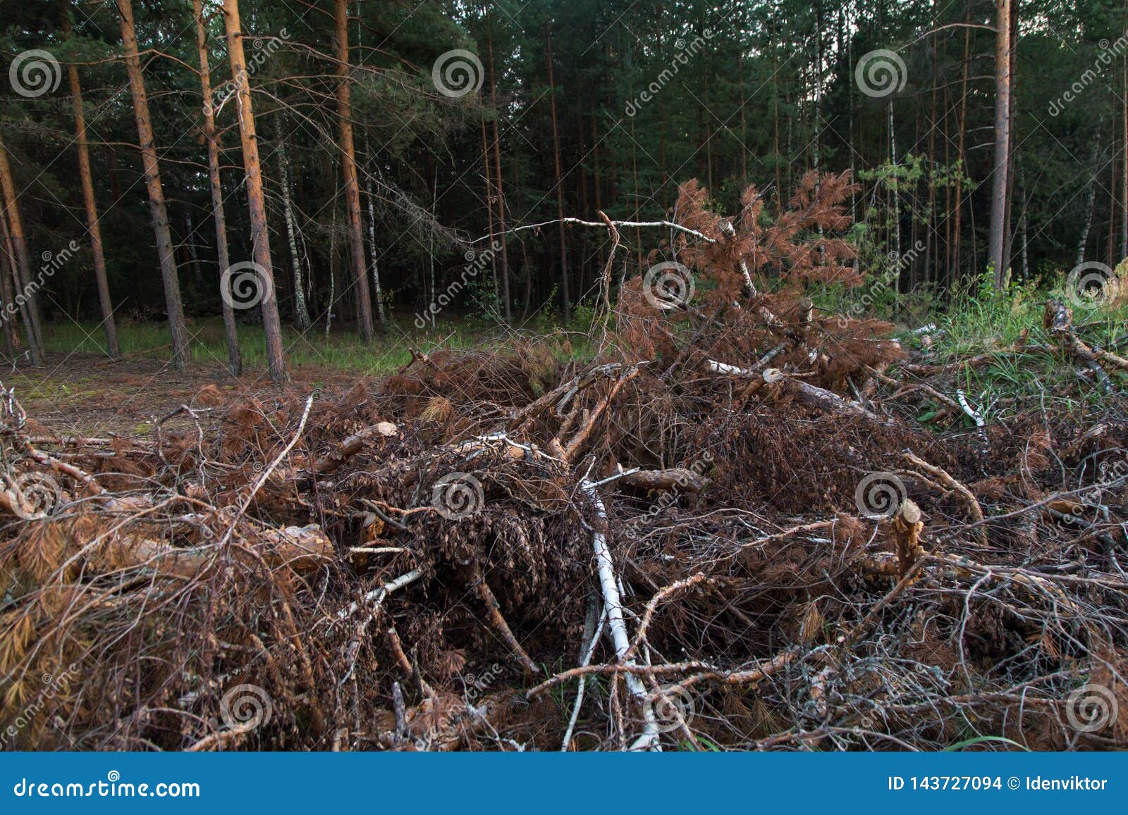 Deforestation, Trees and Branches Cut Down. Forest Destruction Stock ...