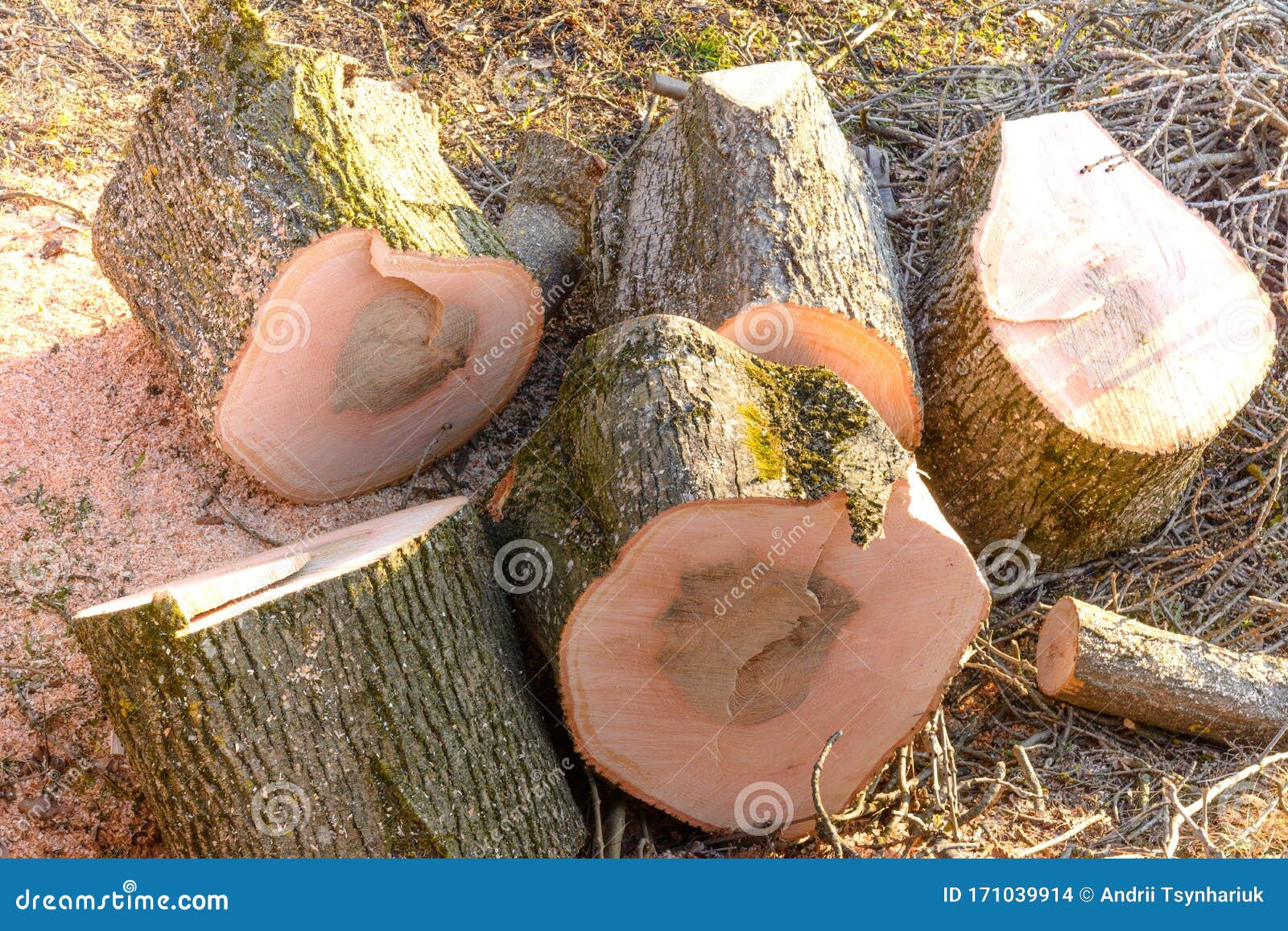 Deforestation of Trees, Forests, Pile of Firewood, Stumps, Logs ...