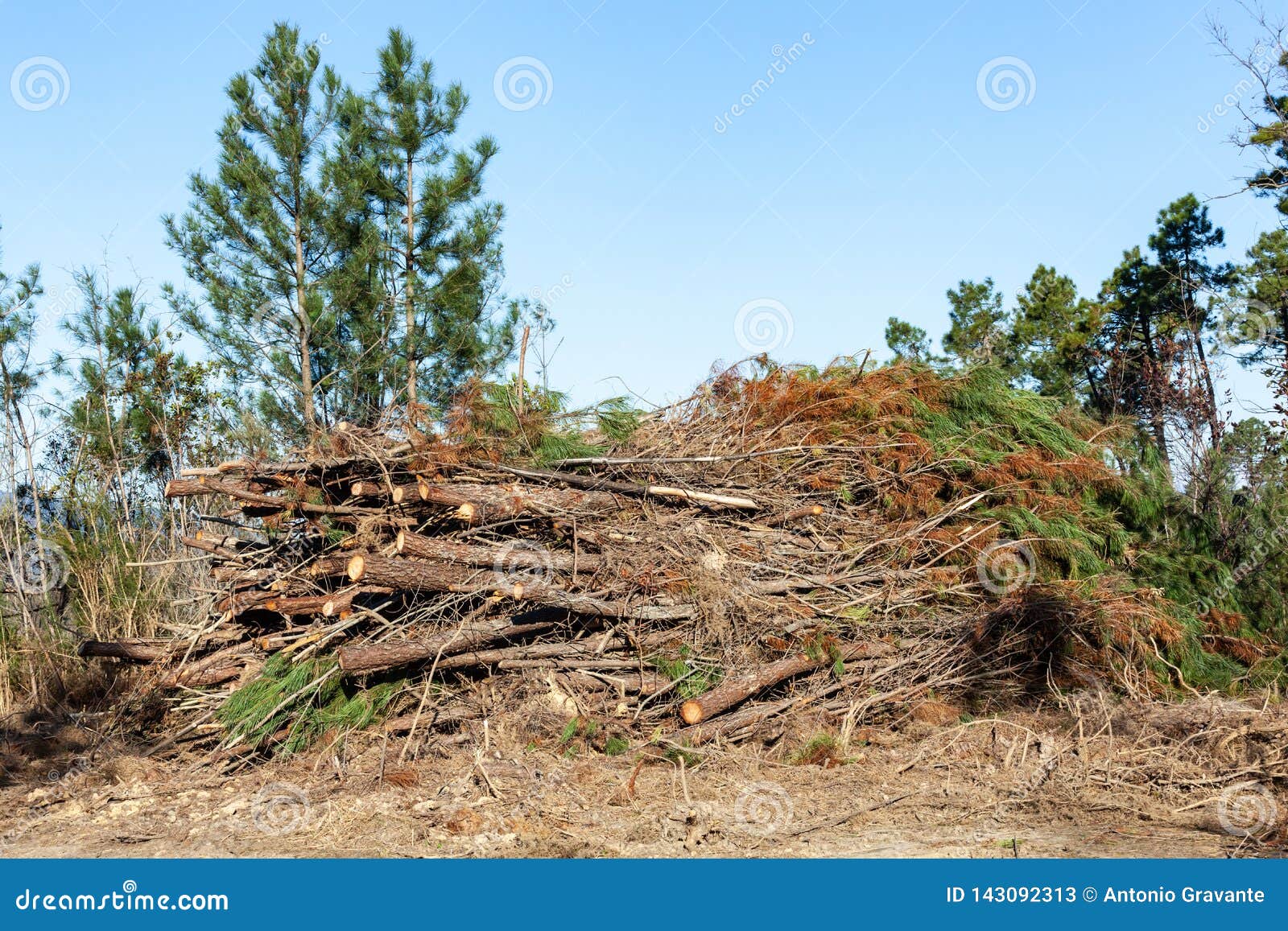 Deforestation, Trunks Lying on the Ground Stock Image - Image of green ...