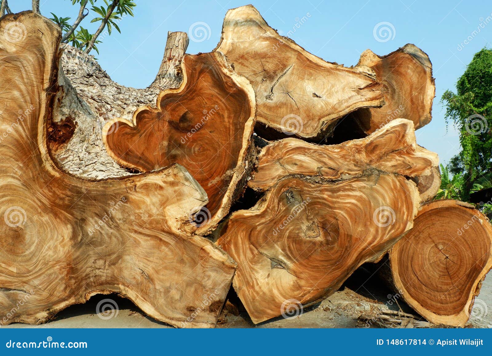 Deforestation, Wood Logs from the Forest in Thailand and Southeast Asia ...