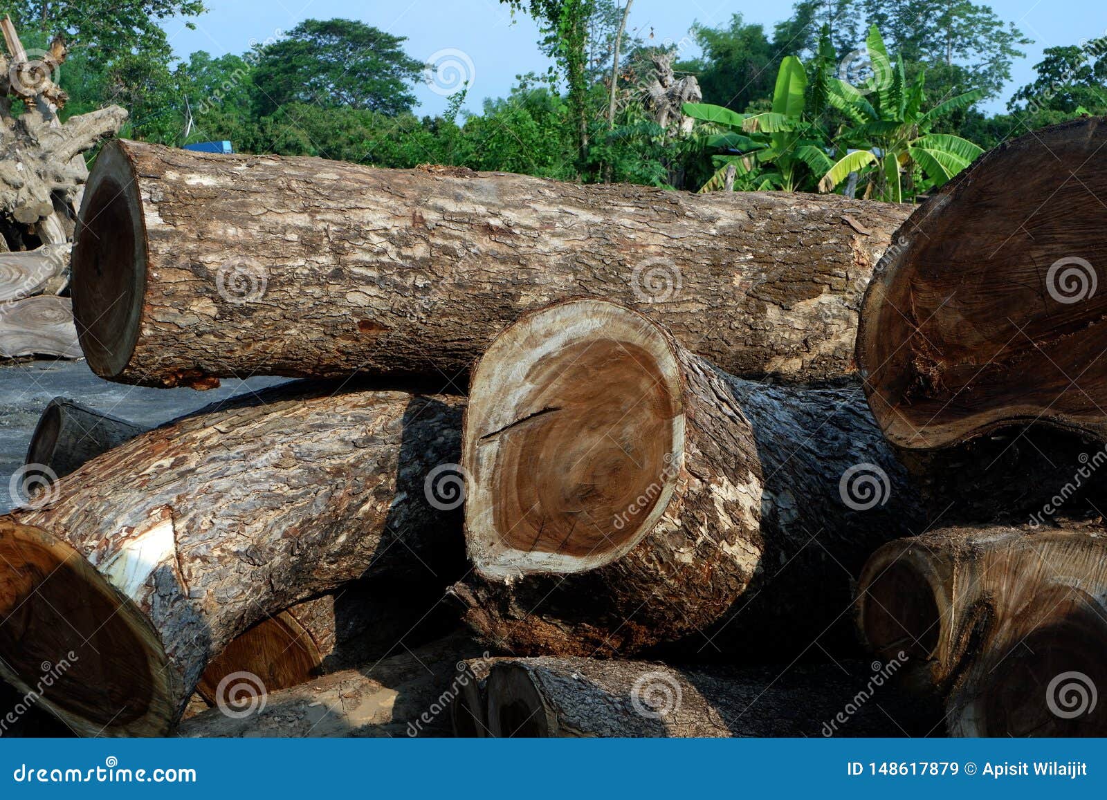 Deforestation In Asia