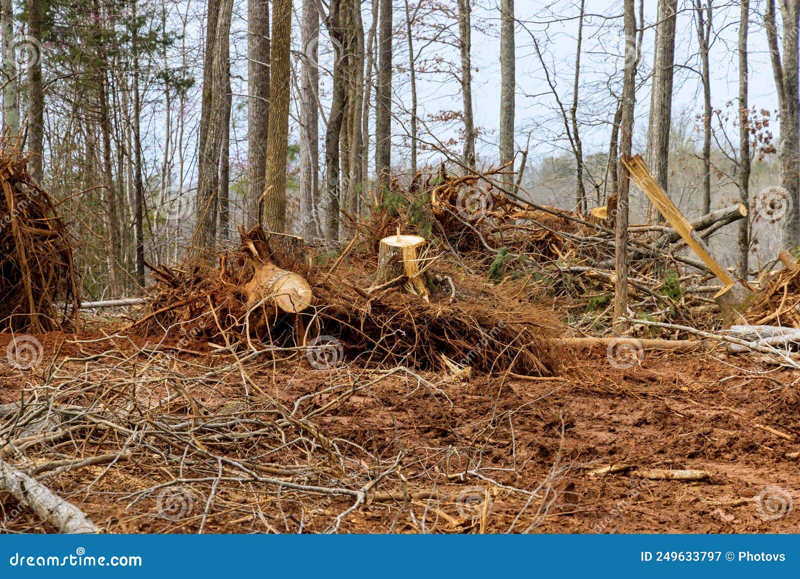 Deforestation in Work during Clearing Forest for New Development ...