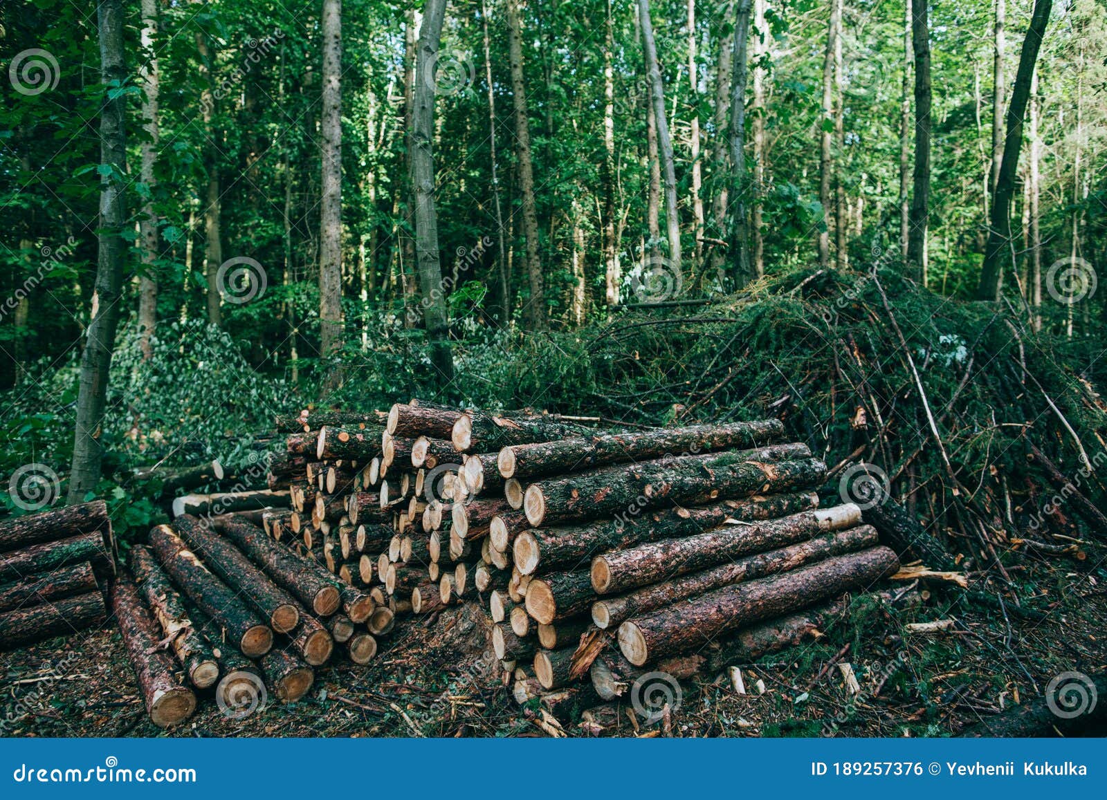 Deforestation in the World. Logging Stock Photo - Image of pile, tree ...