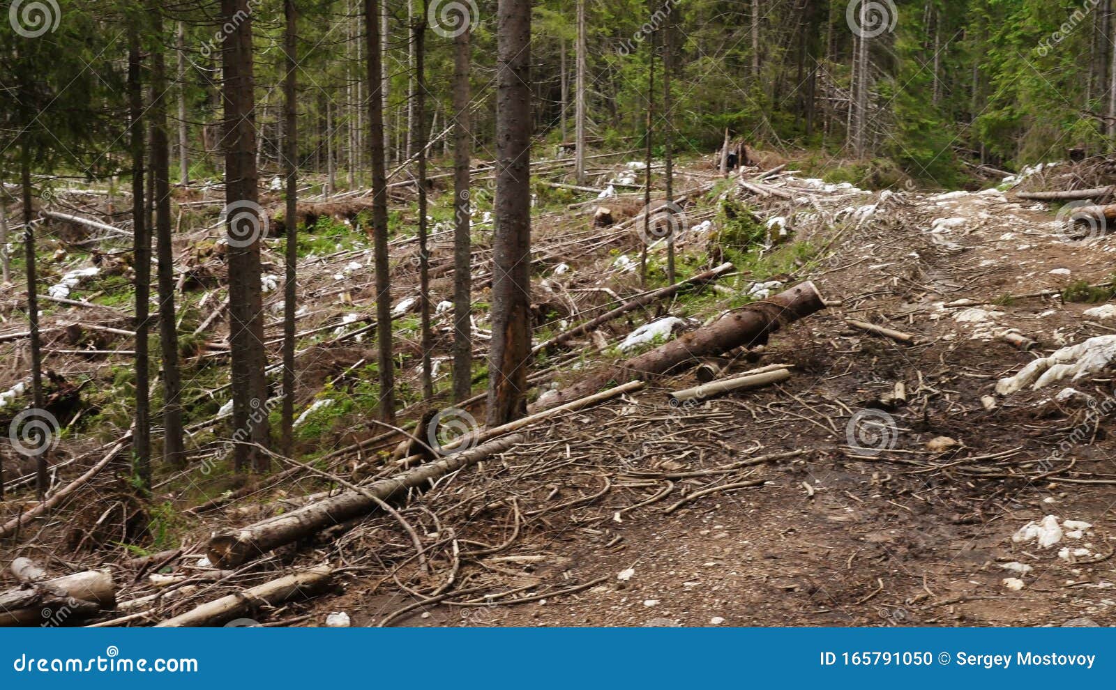 Deforested Area with the Cut Down Trees Stock Footage - Video of energy ...