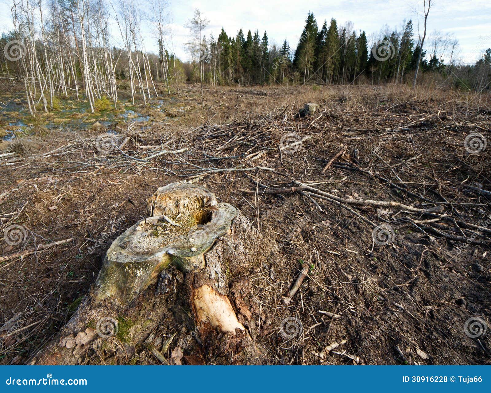 Deforested area stock photo. Image of stump, bark, forestry - 30916228