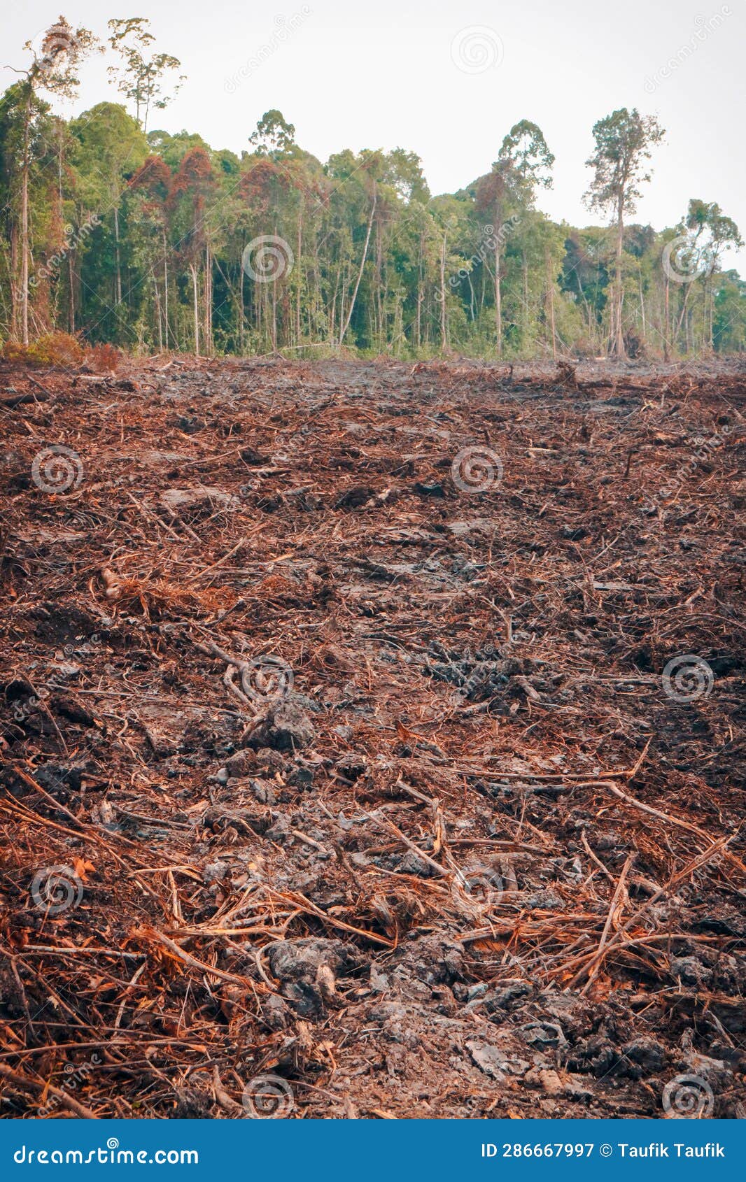Deforestation stock image. Image of logged, borneo, grass - 286667997