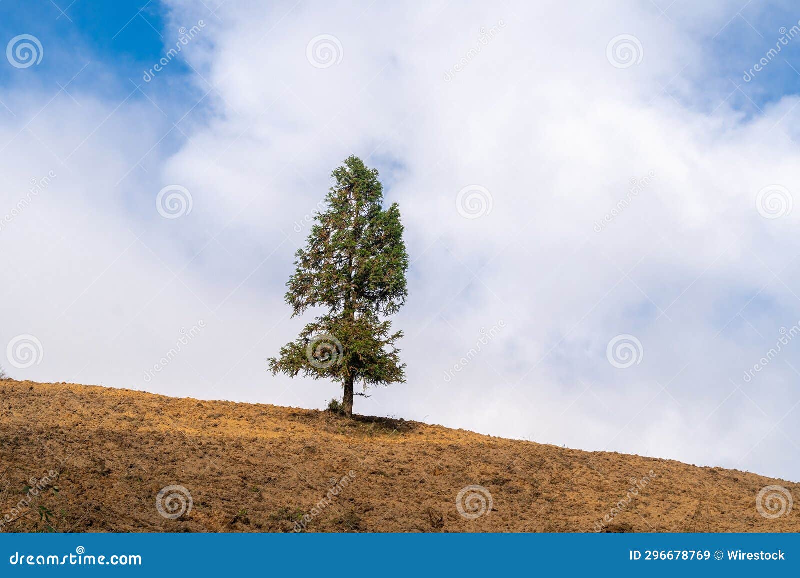 Deforested Forest with a Single Tree on a Hill Stock Image - Image of ...